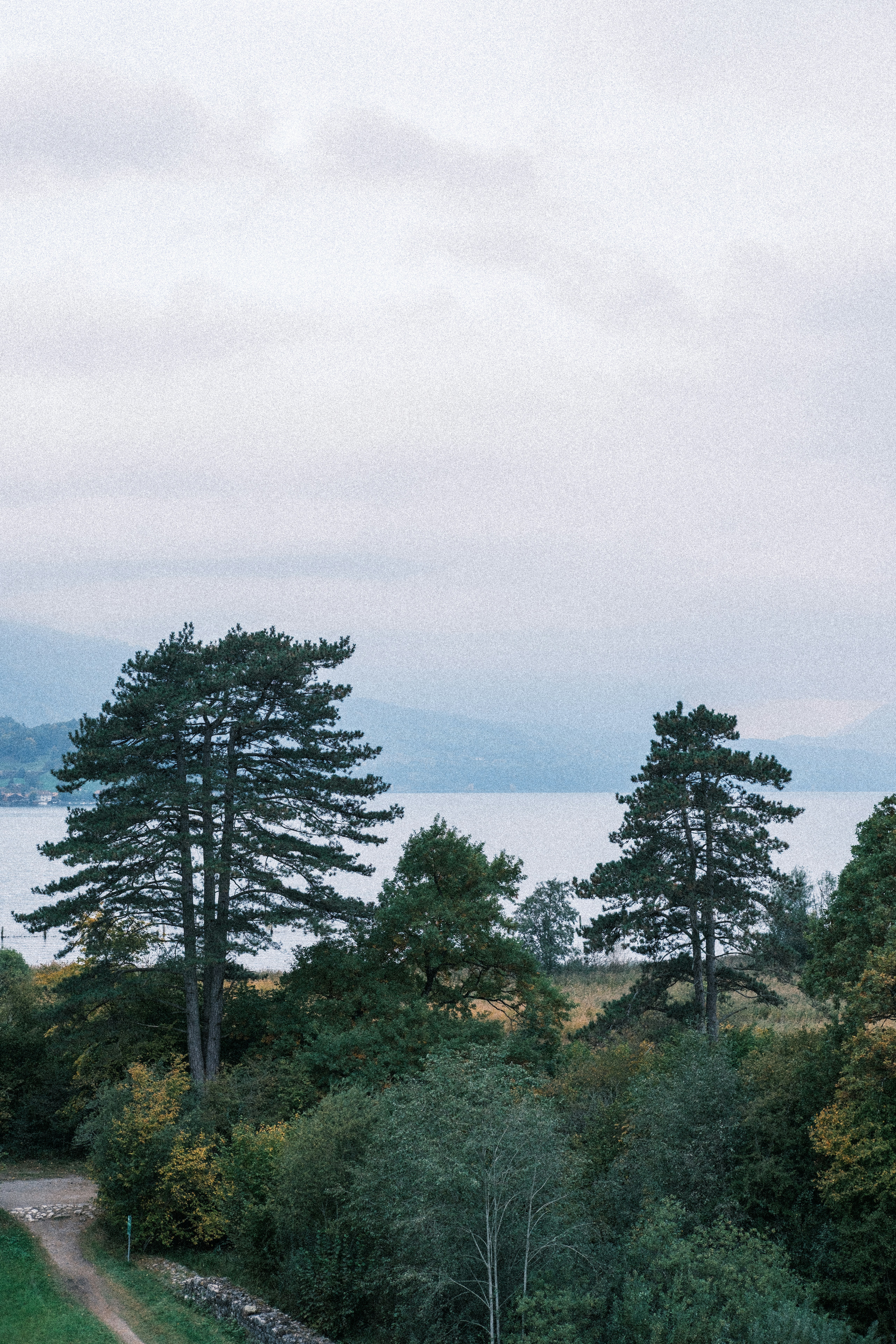 Tall Pines by the Silent Lake