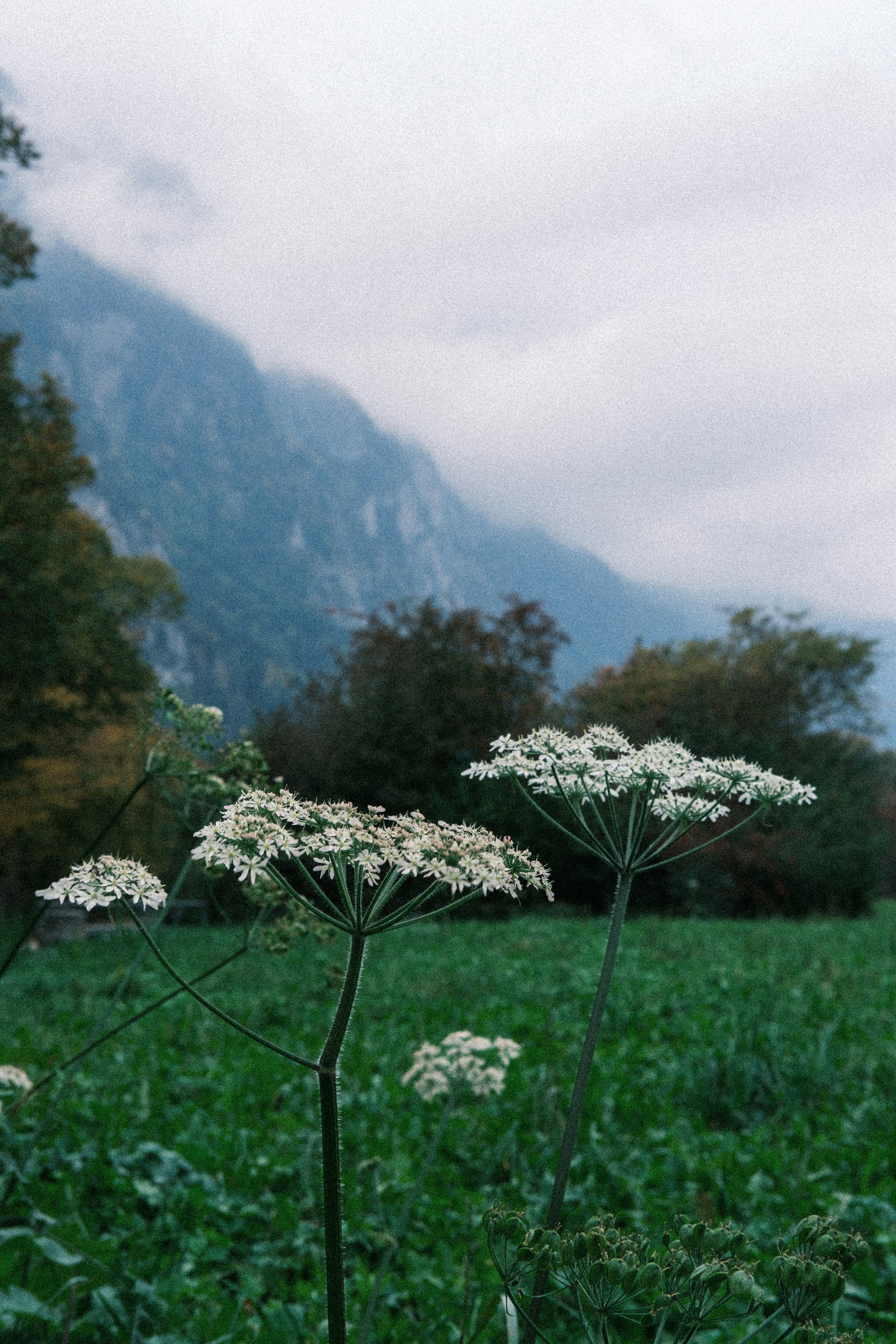White Umbels in a Mountain Clearing