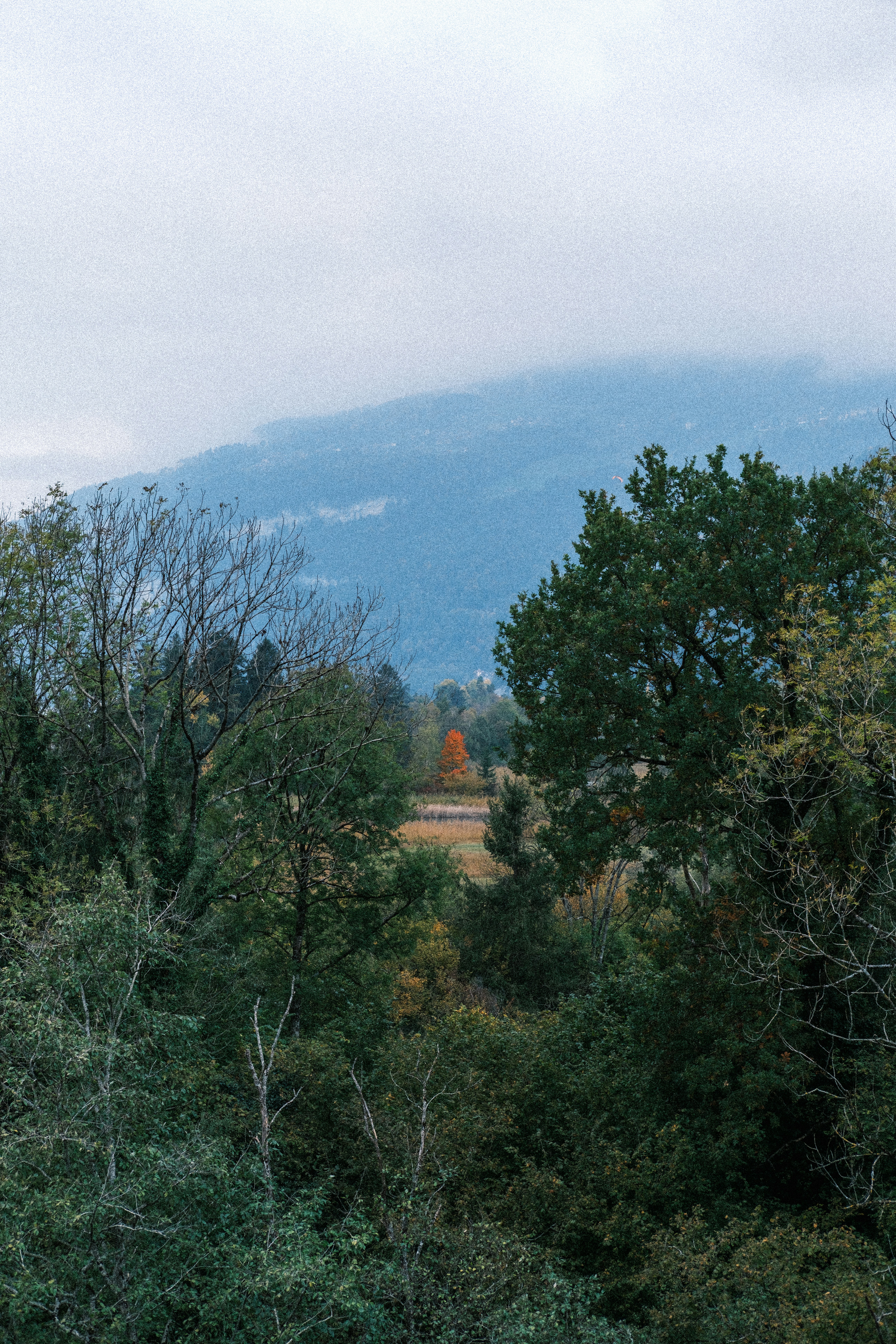 Distant Peak Framed by Autumn Canopy