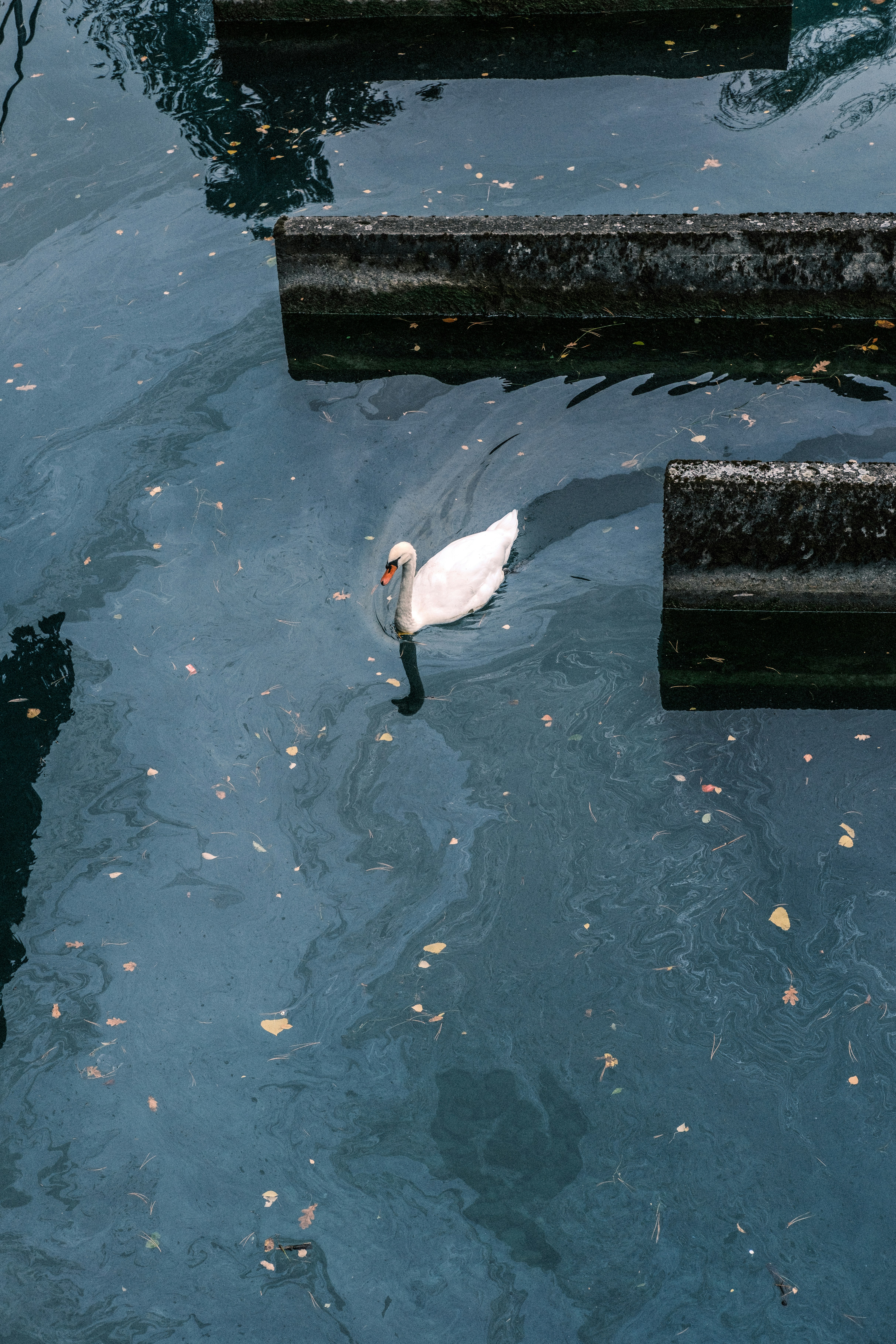 White swan gliding between weathered steps on a blue-green canal