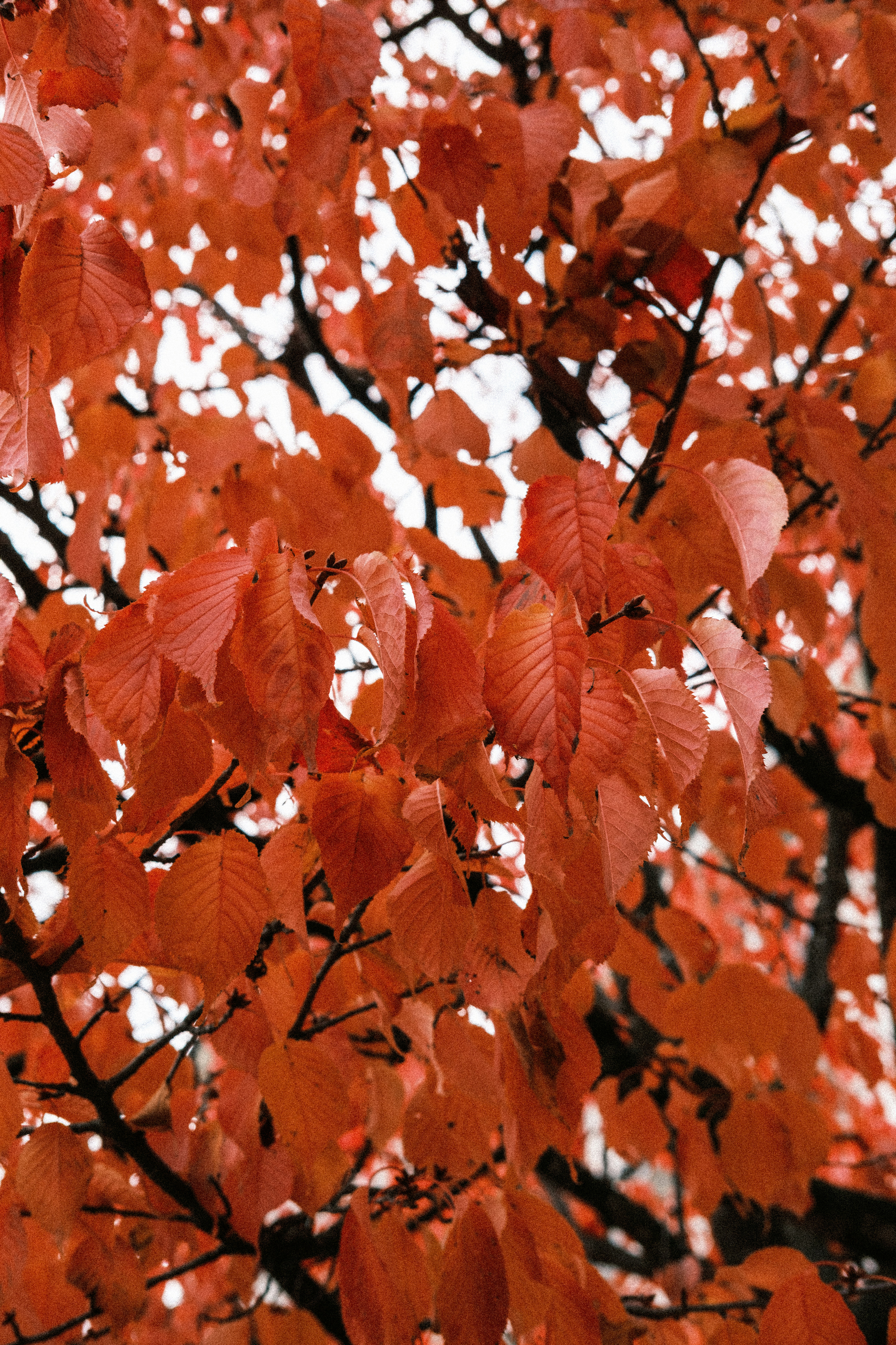Crimson Veil: Autumn Leaves Weaving Through Sunlit Branches