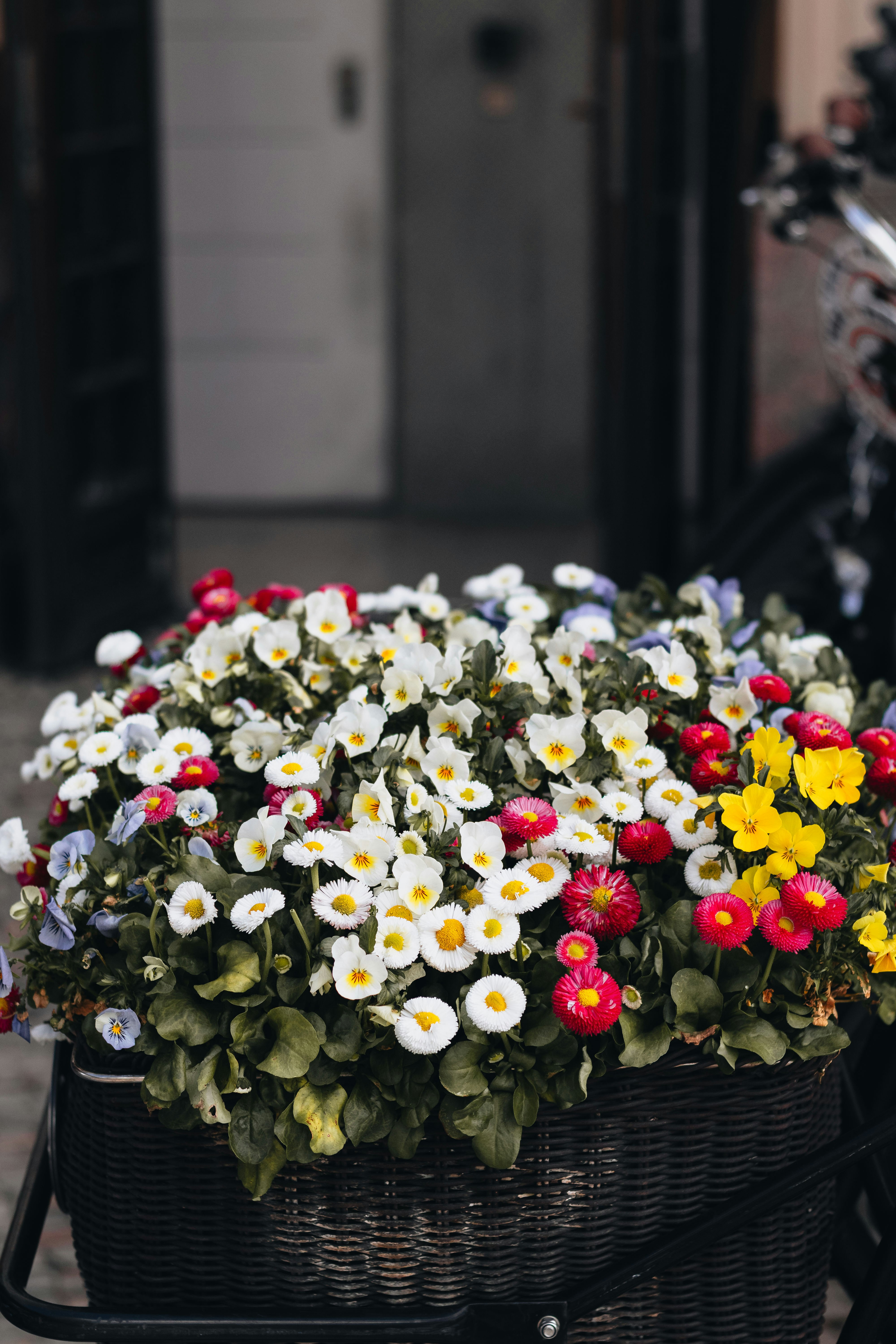 Basket of Color: A Streetside Blooms Display
