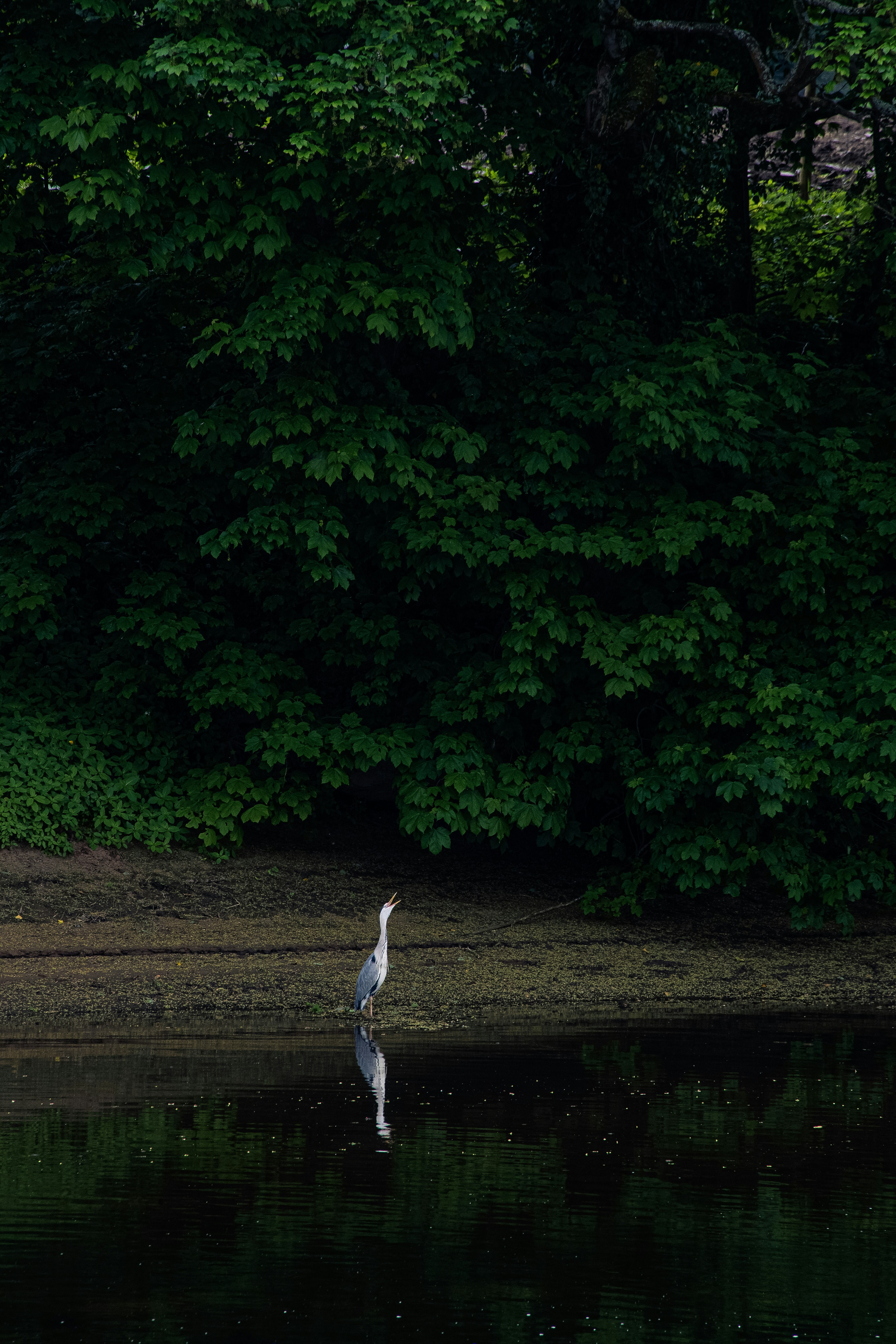 Heron in the Evening Stillness