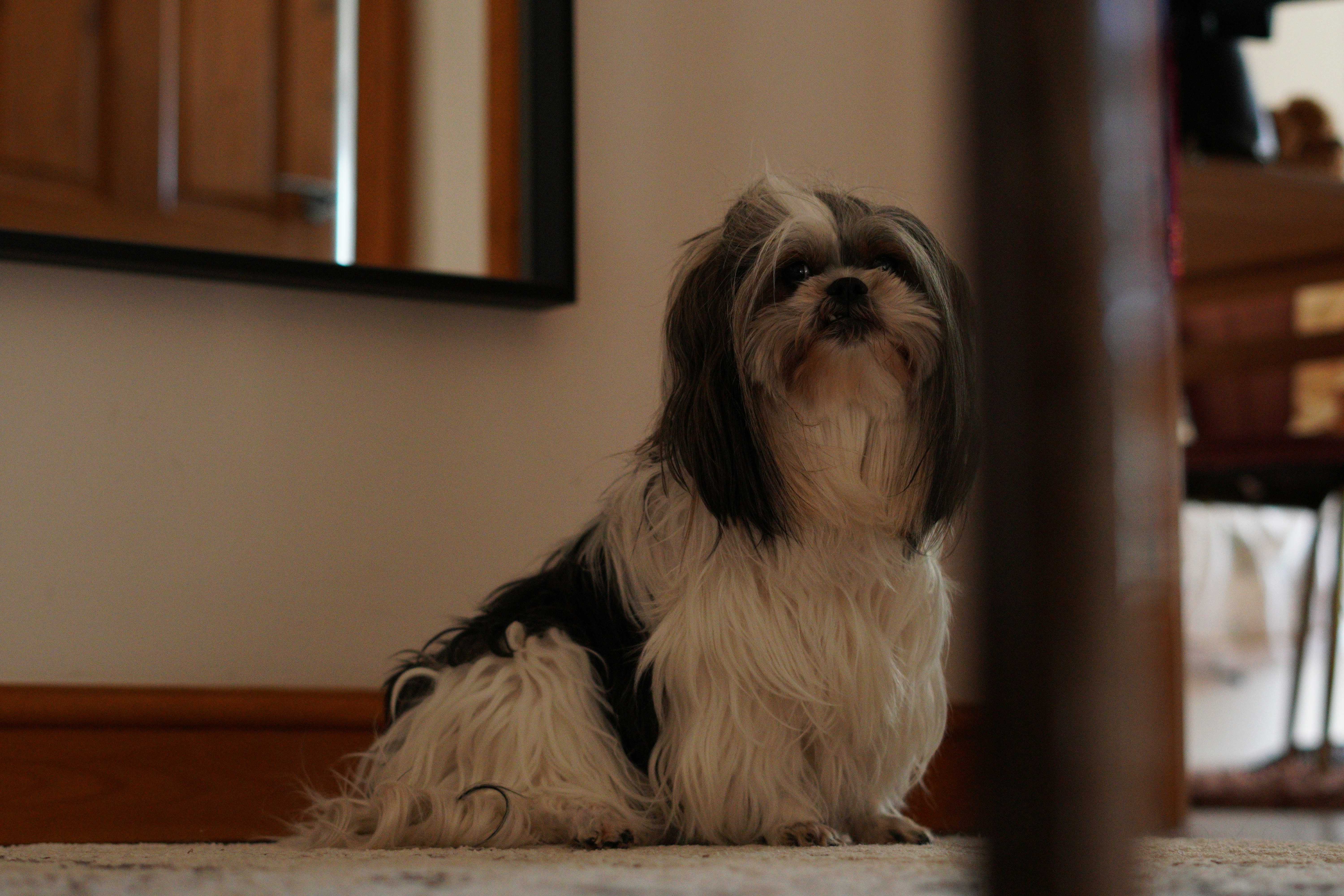 Low-angle portrait of a Shih Tzu resting on a doorstep by indoor lighting