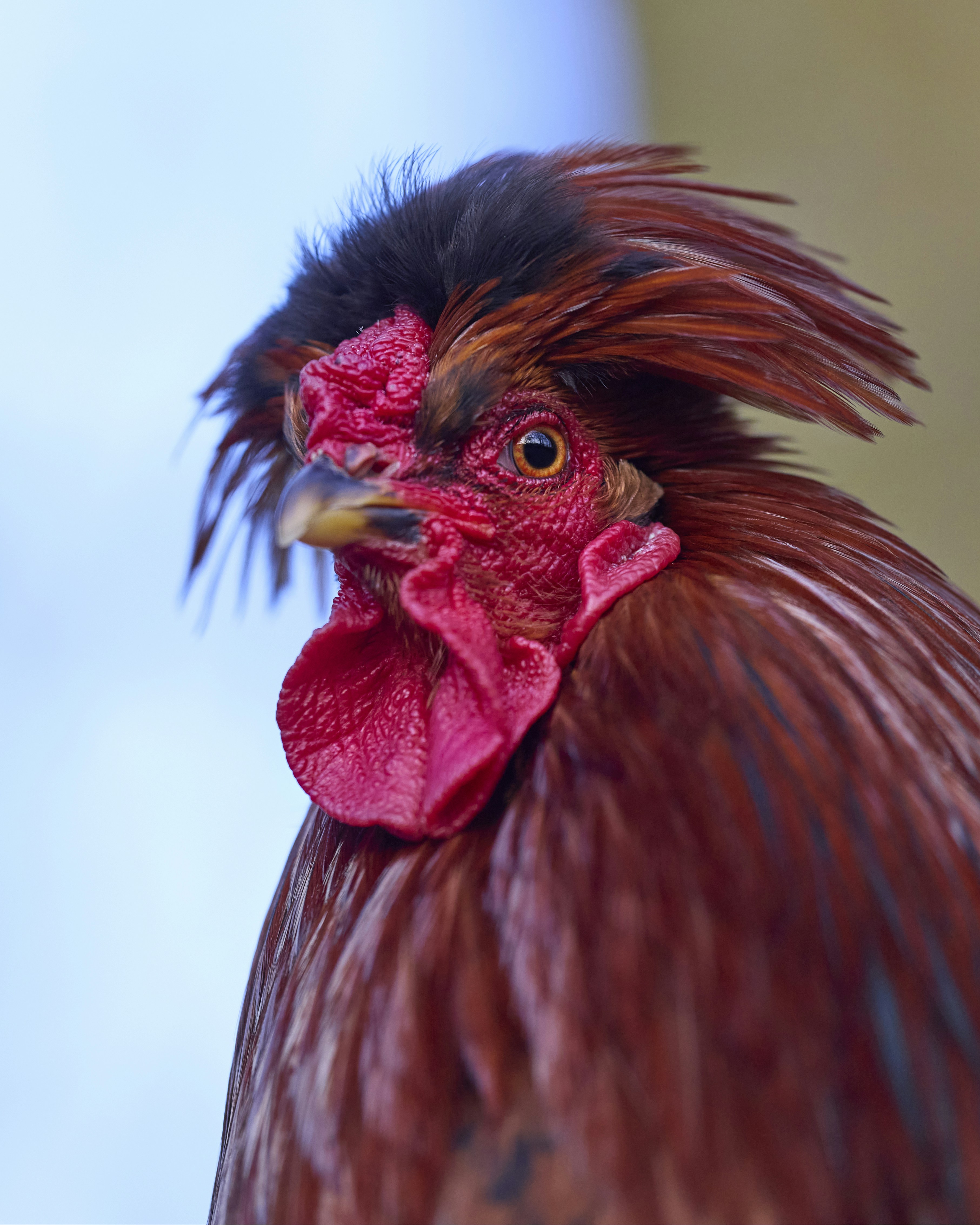 Crimson Crest: A Rooster’s Sharp Gaze in Soft Focus