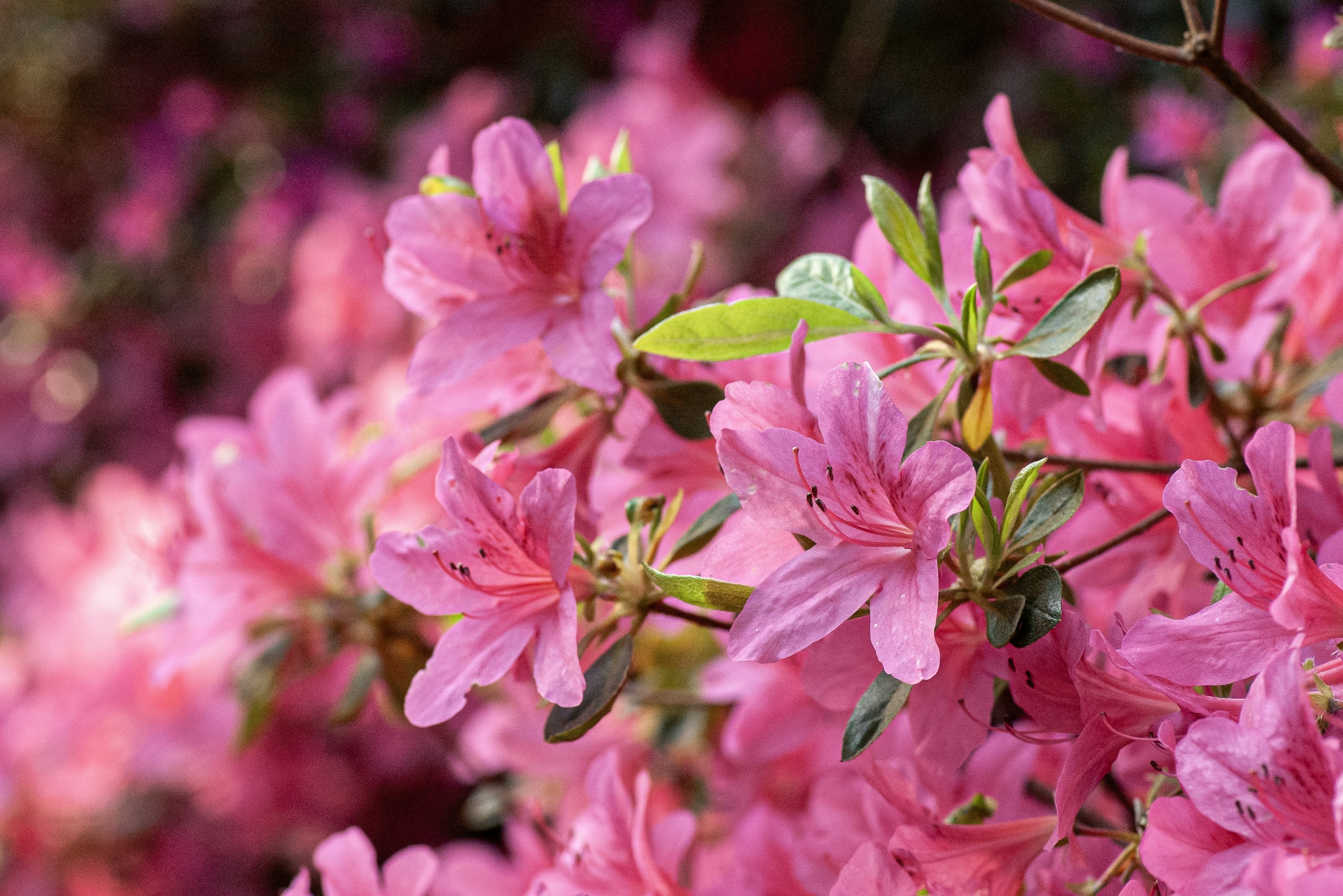 Blossom Burst: A Brush of Pink Azaleas