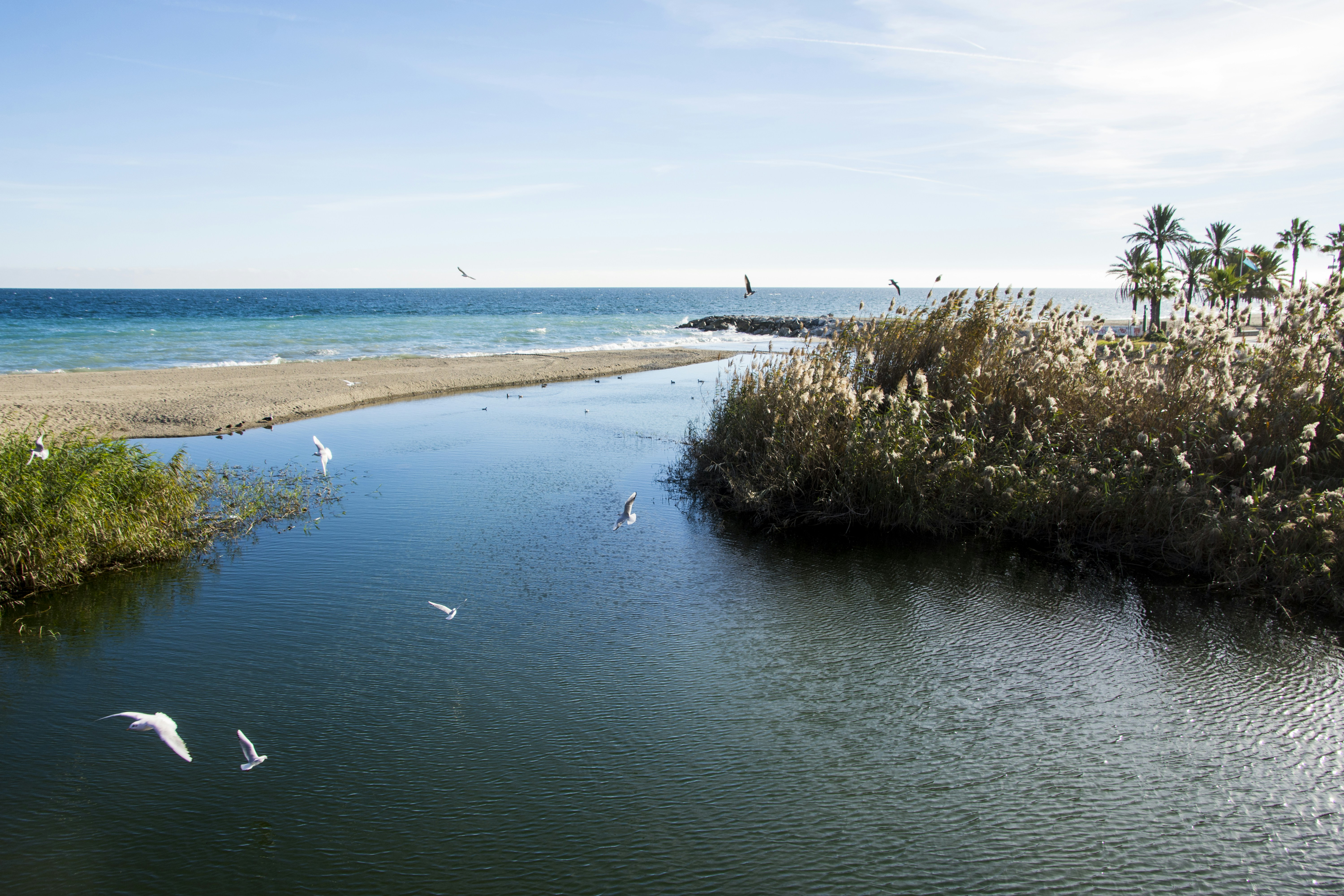 Seaward Channel: Seabirds in a Quiet Lagoon by a Sandy Shore