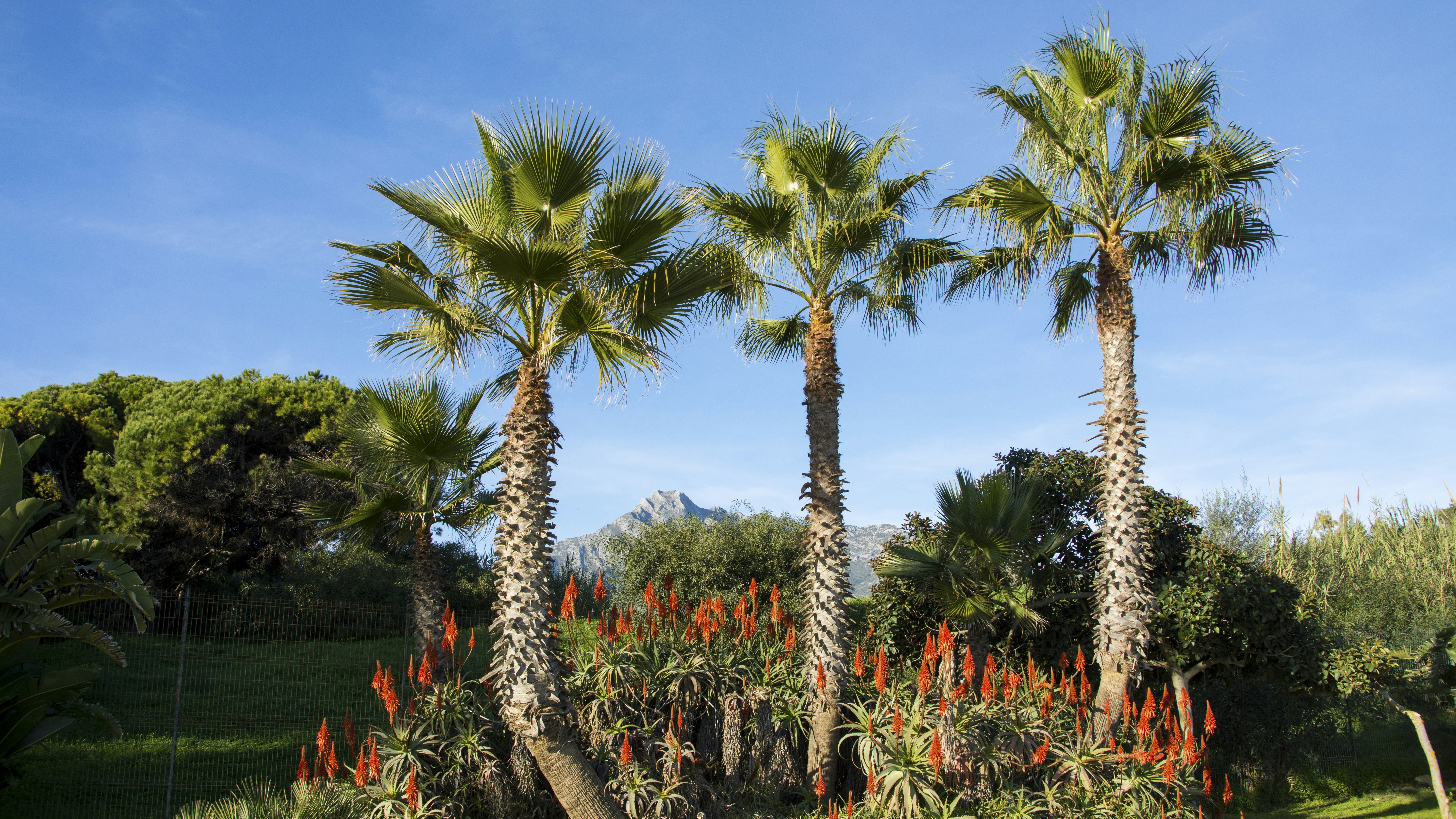 Tropical Colonnade: Three Palms over a Sea of Crimson Flowers