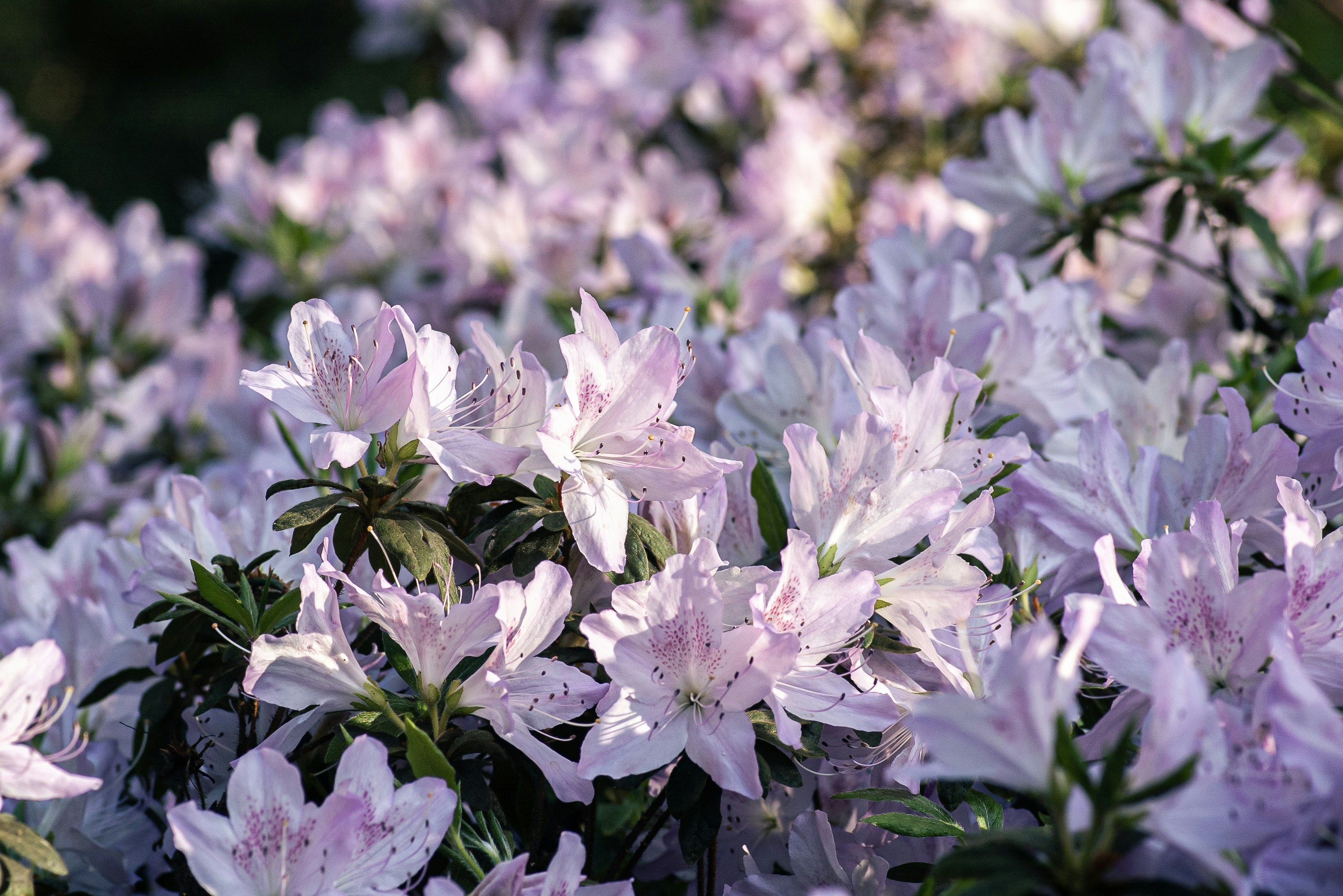 Soft Pink Spring Blooms Under Gentle Dappled Light
