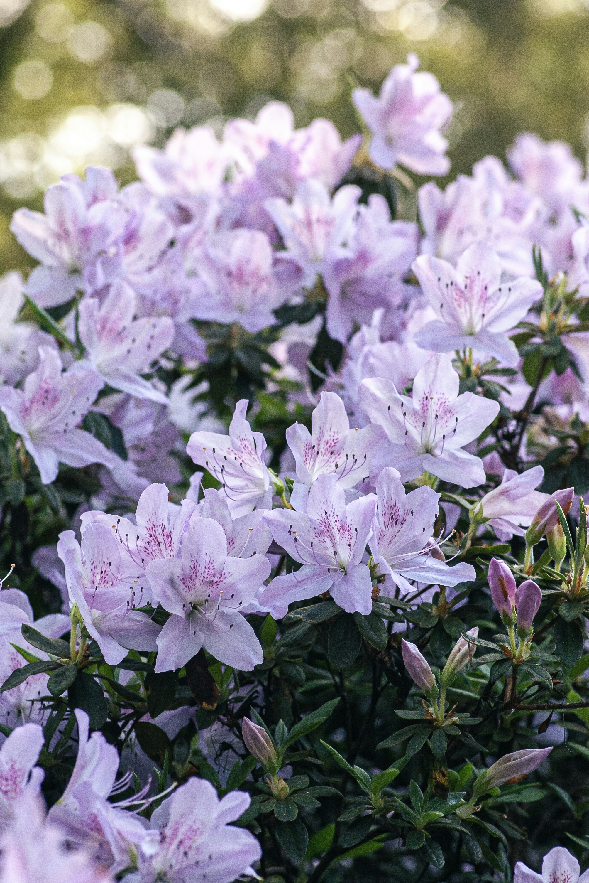 Lavender-Glow Bloom: a sea of pink petals under sunlit bokeh