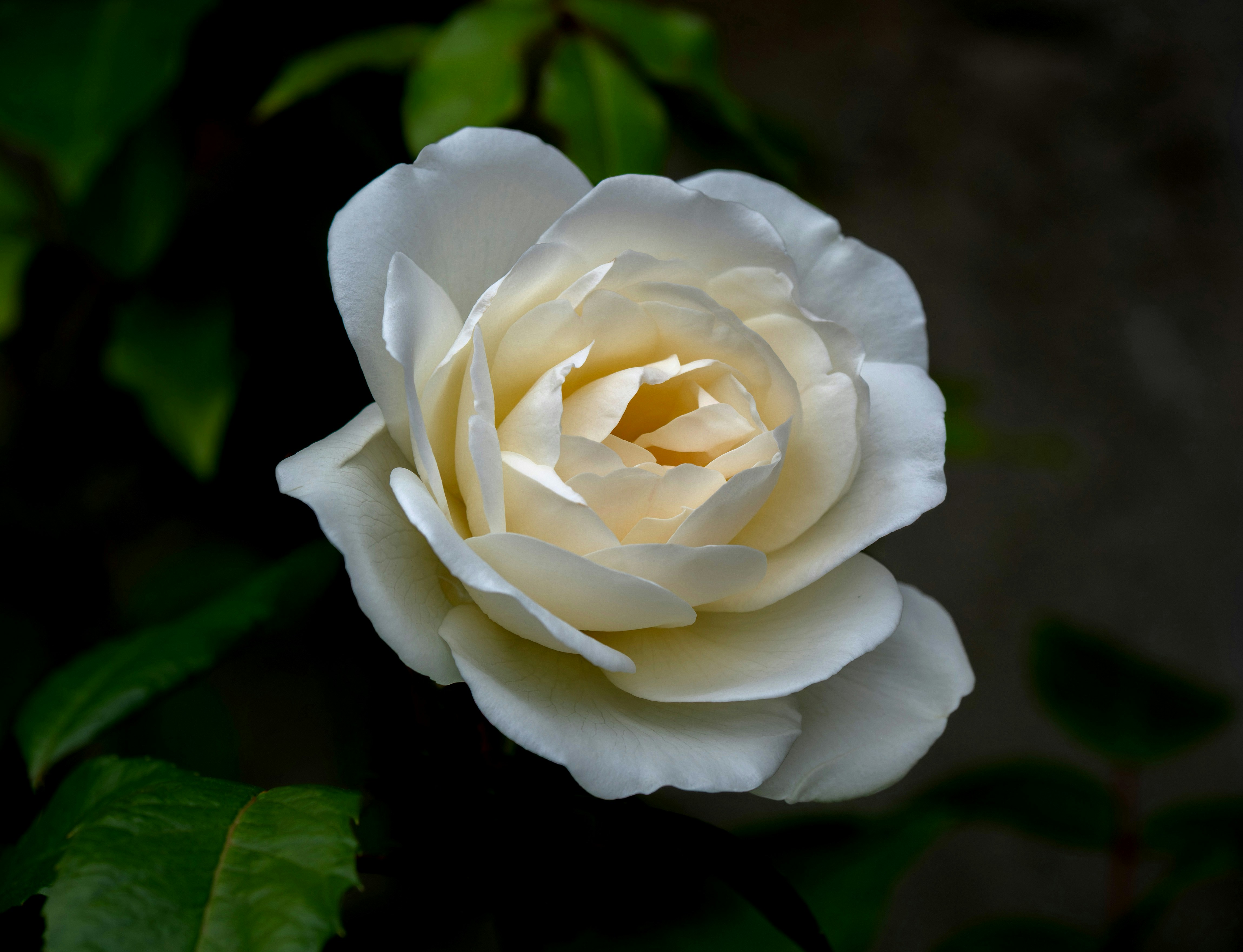 Cream Rose in Quiet Shadow of a Garden Wall