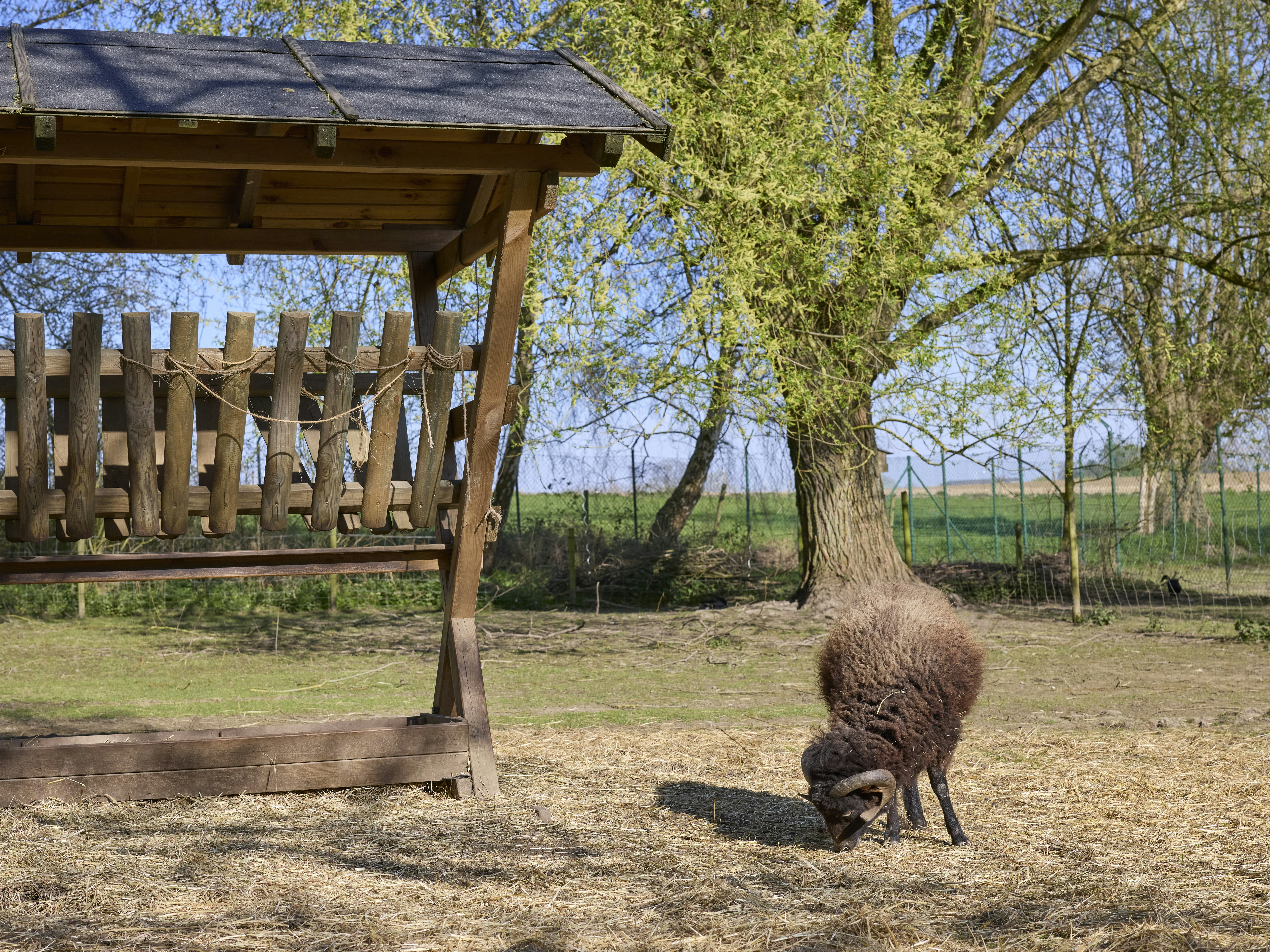 Curious Ostrich in a Sunlit Farmyard Near the Wooden Swing