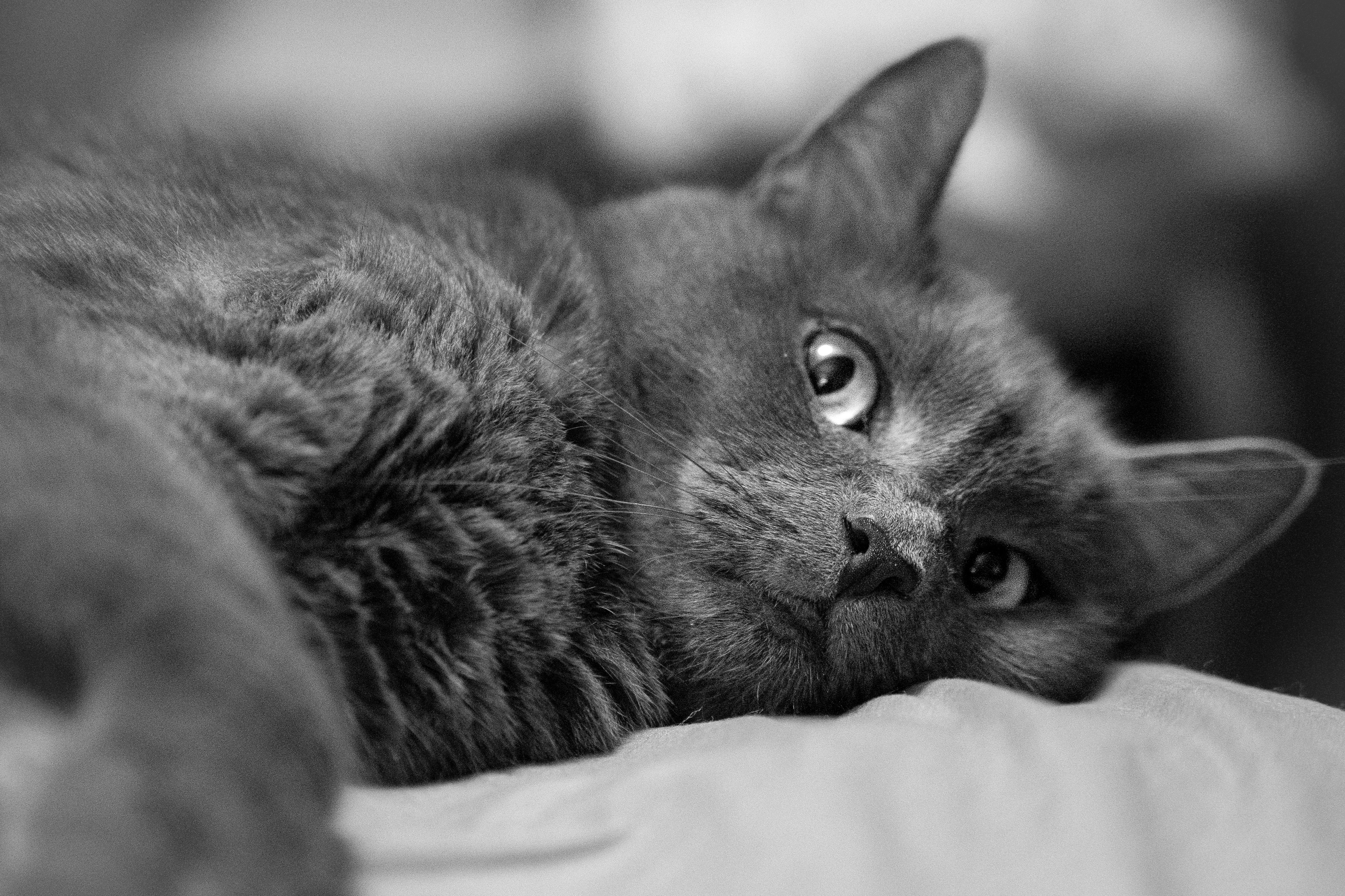 Lulled by Moonlit Slumber: A Cat's Quiet Gaze