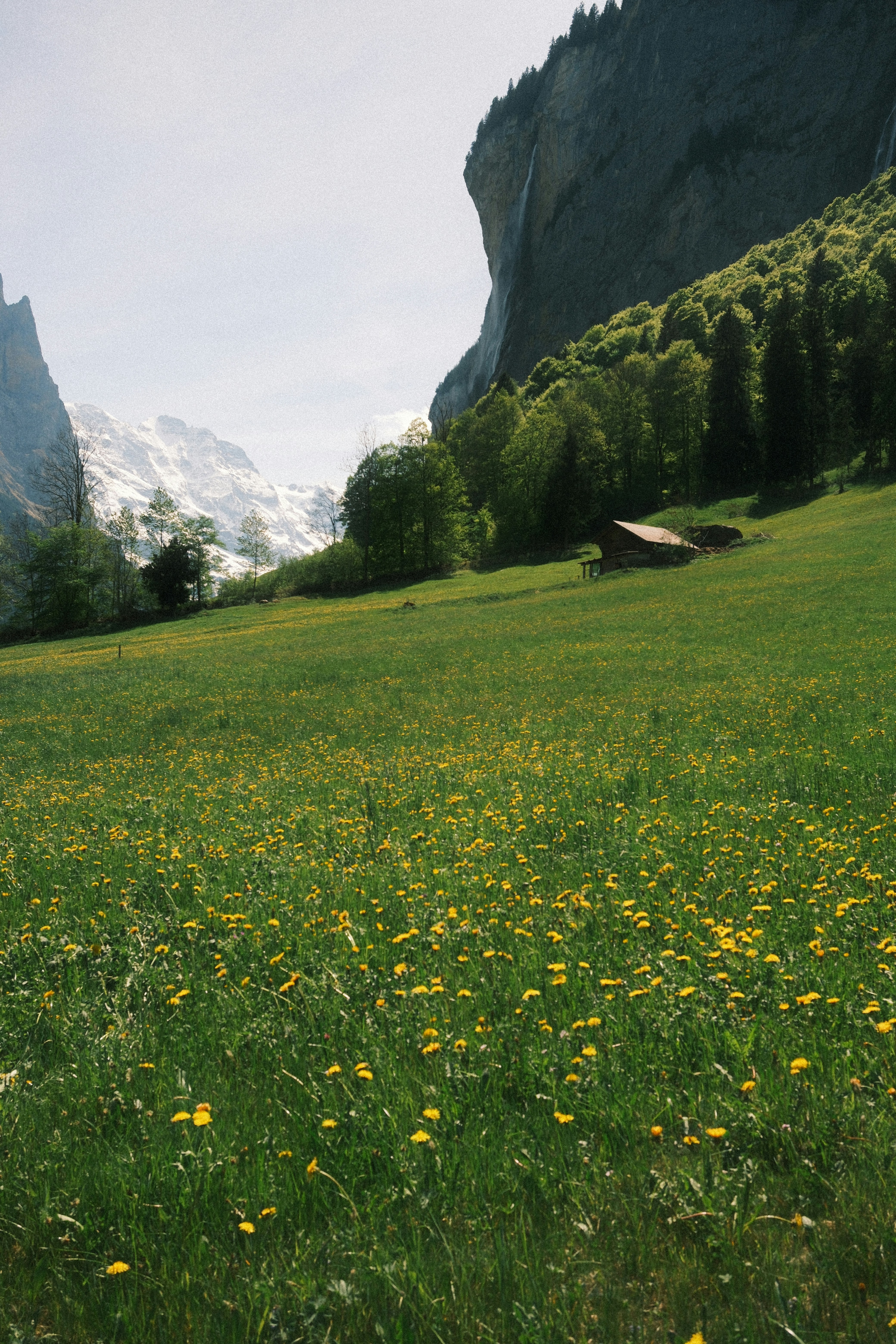 Golden Meadow beneath towering cliffs and a rustic shelter