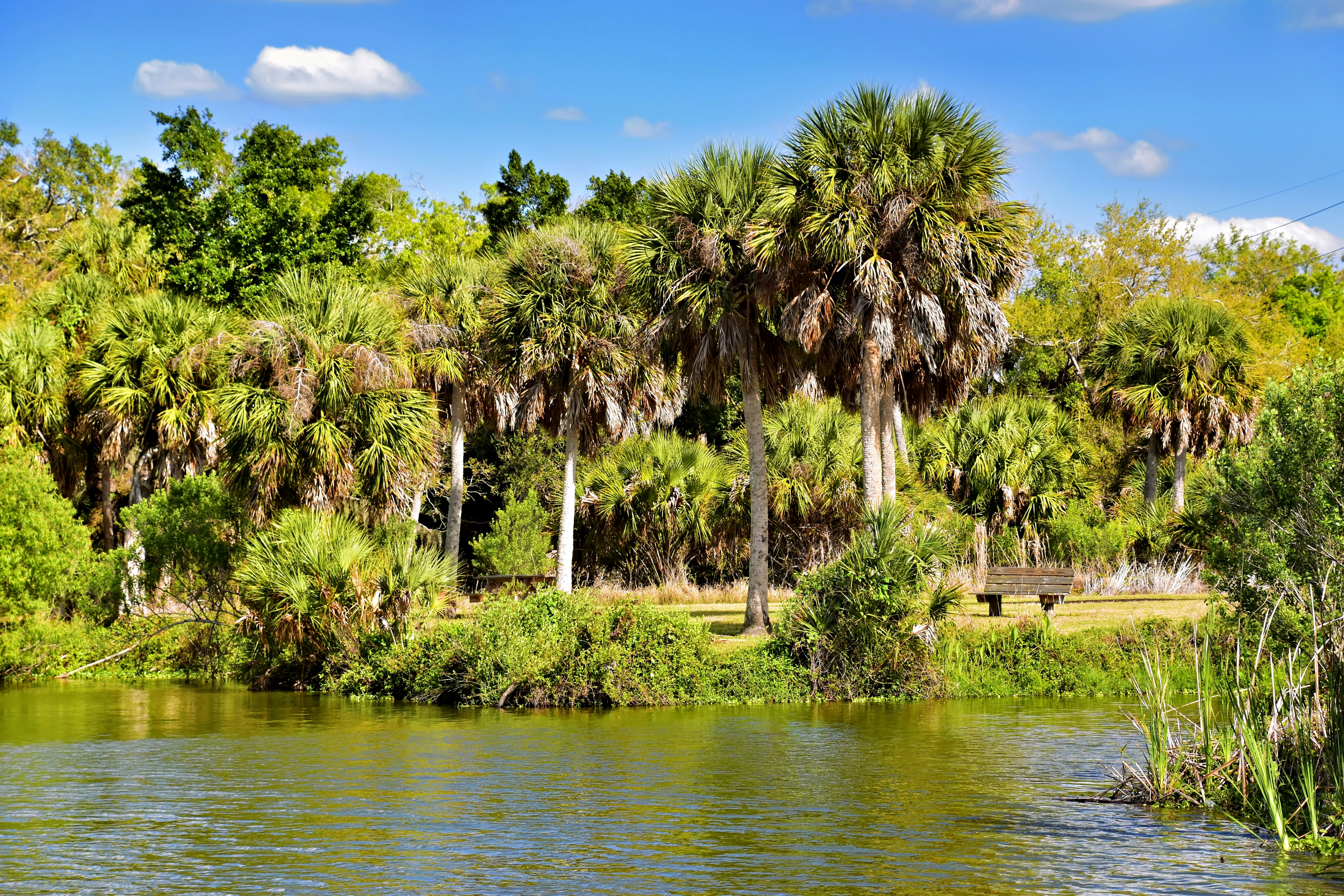 Palm-lined lakebank under a bright sky