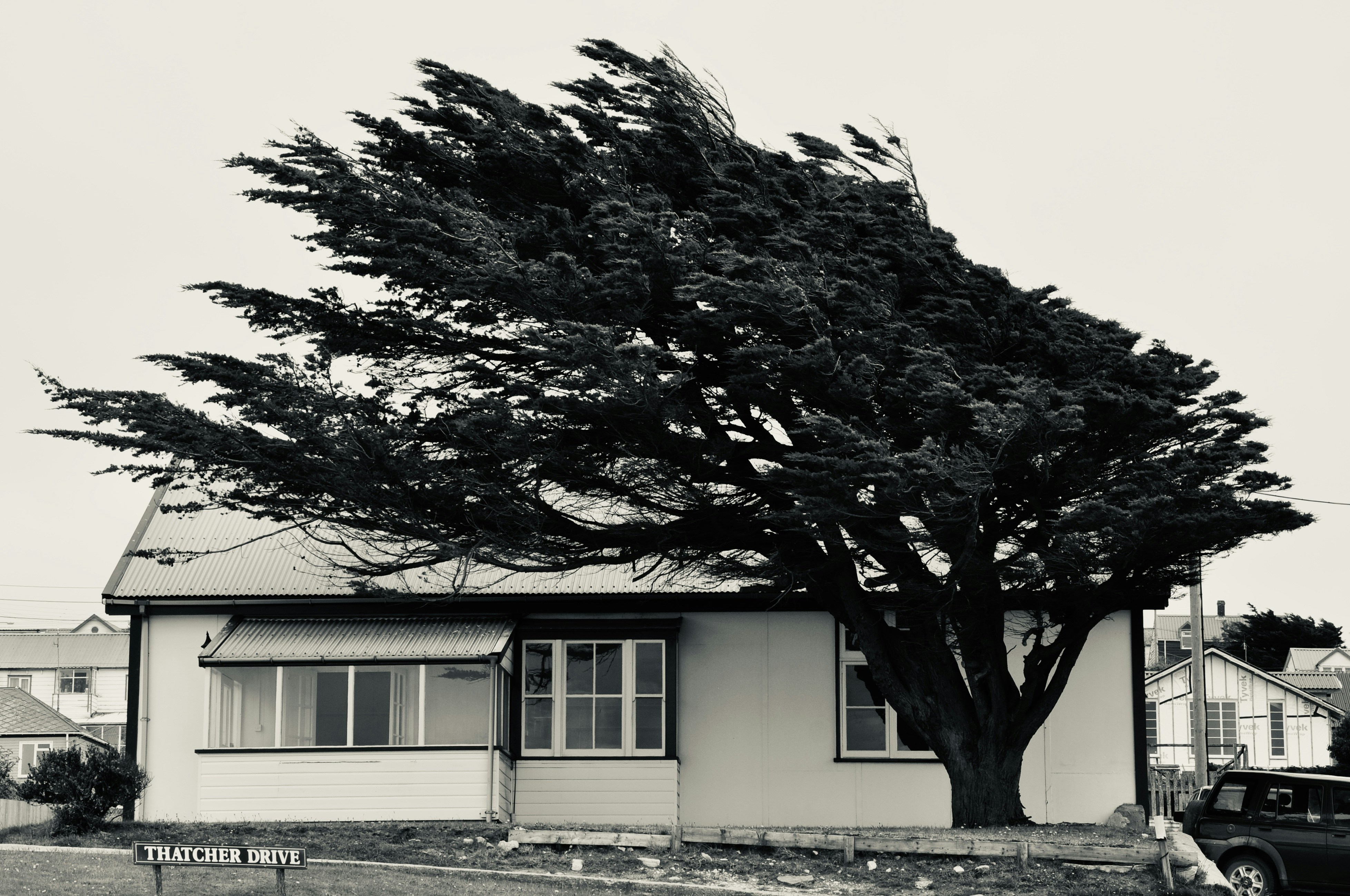 Tree Overhangs a Modest Mid-Century House