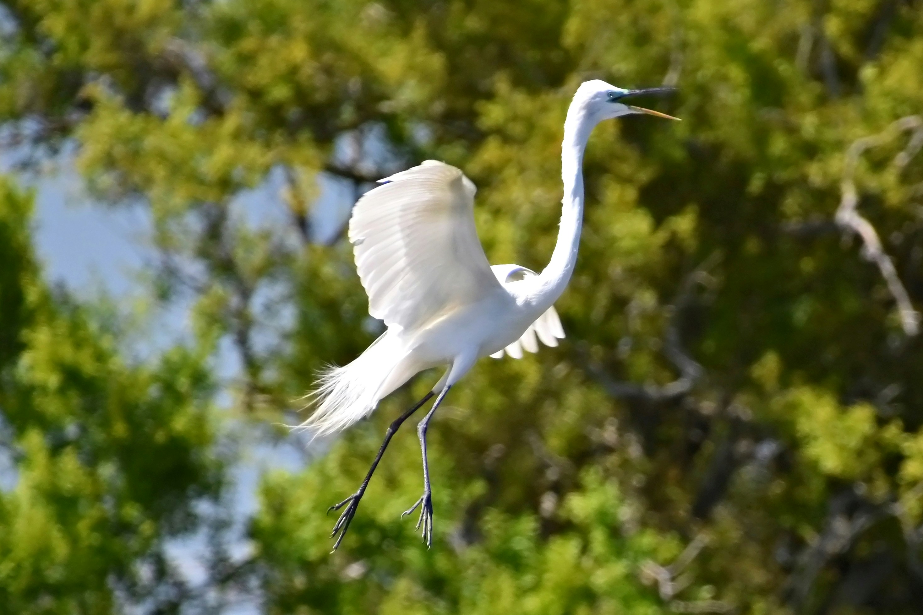 Arcing Elegance: A White Heron in Mid-Flight Against a Spring Canopy