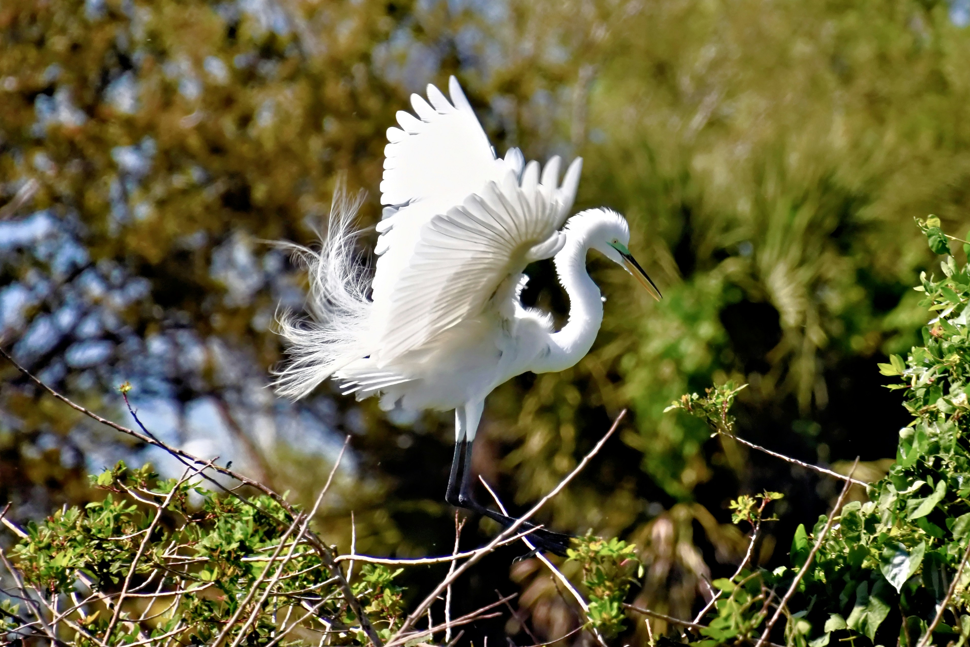 Egress of Light: A White Heron in Mid-Flight Among Branches