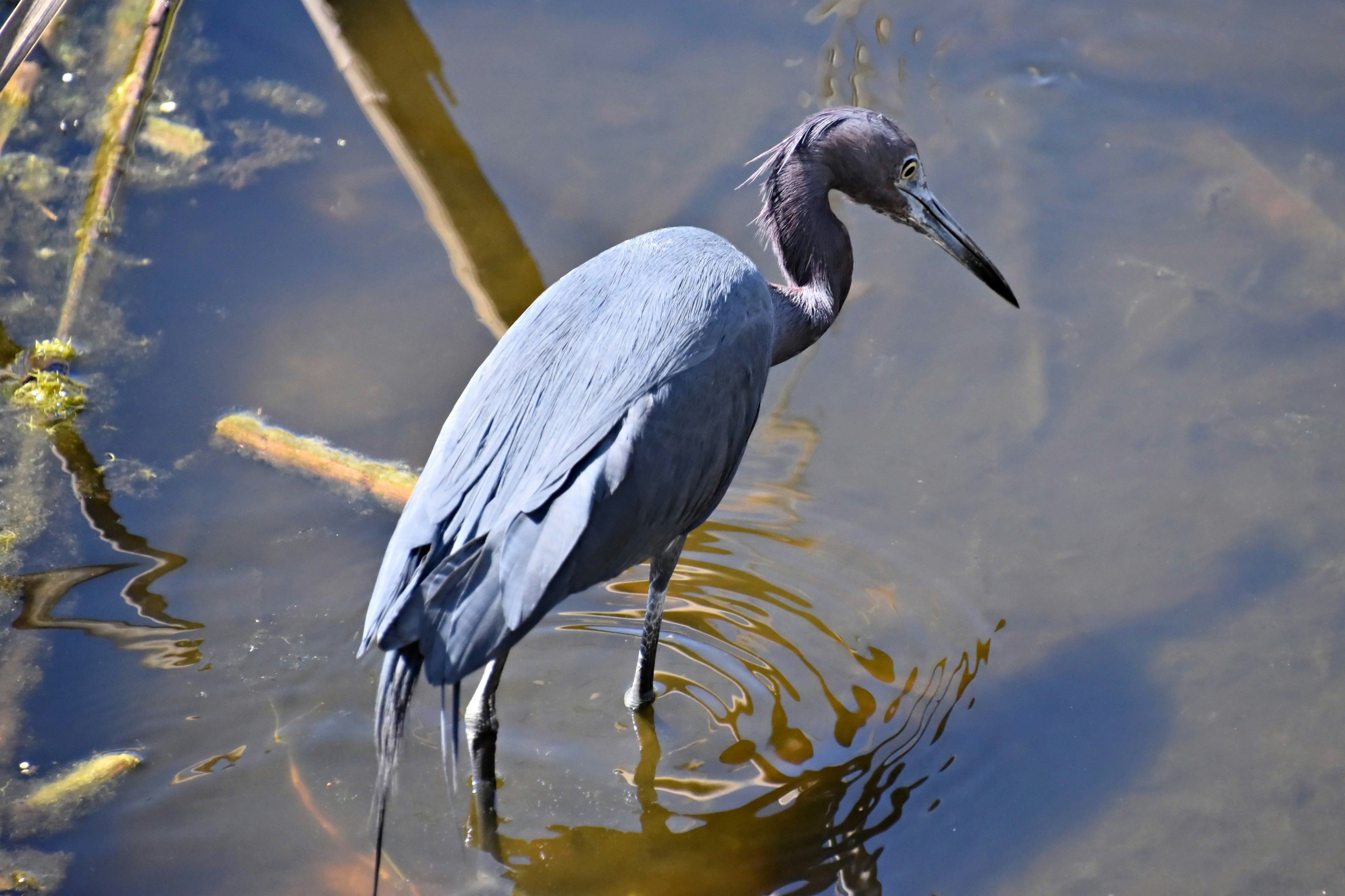 Blue Heron in Still Water: Focused Stance and Ripples