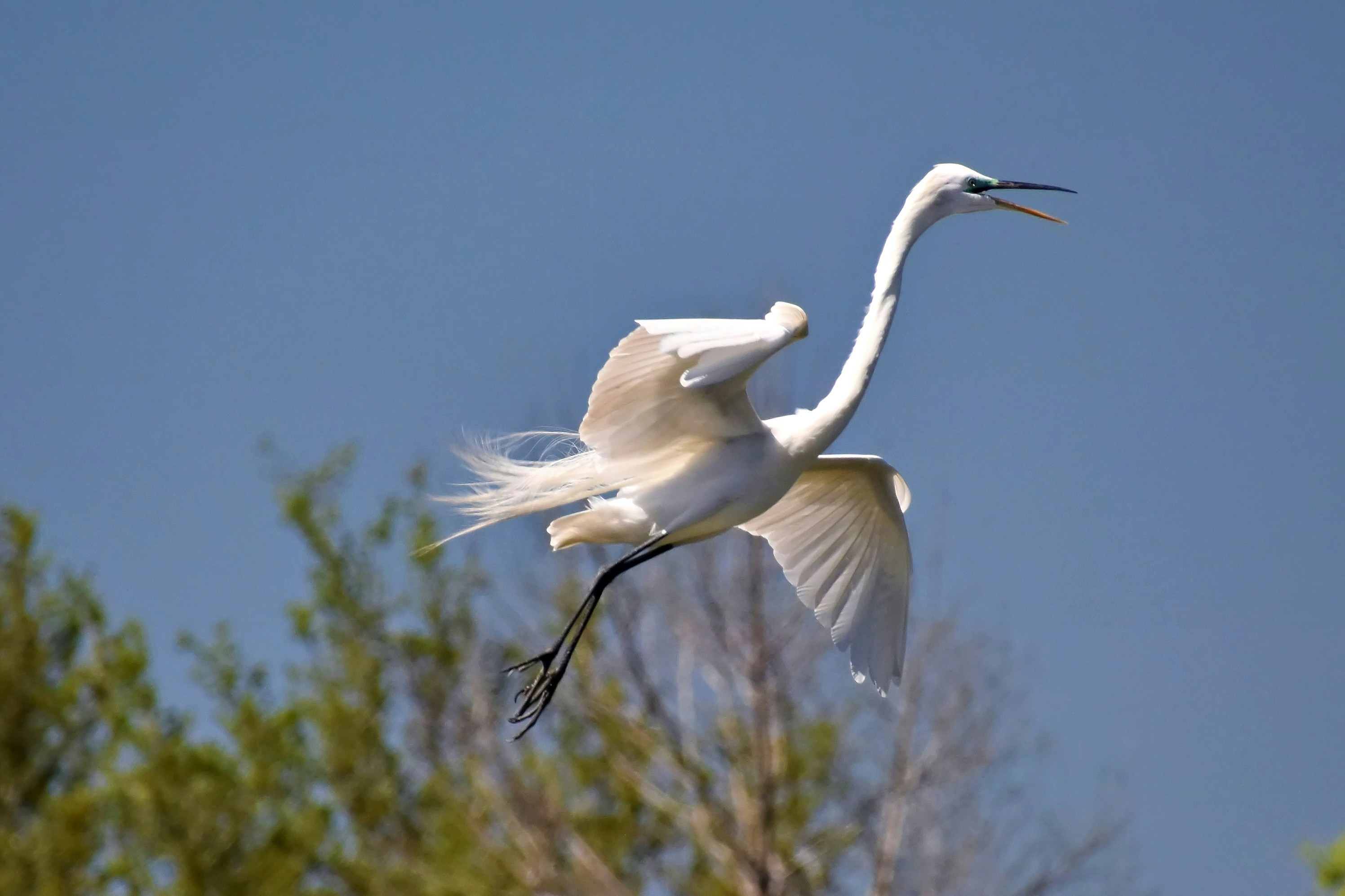 Wingbeat at Blue Sky: A Great White Egret in Lift