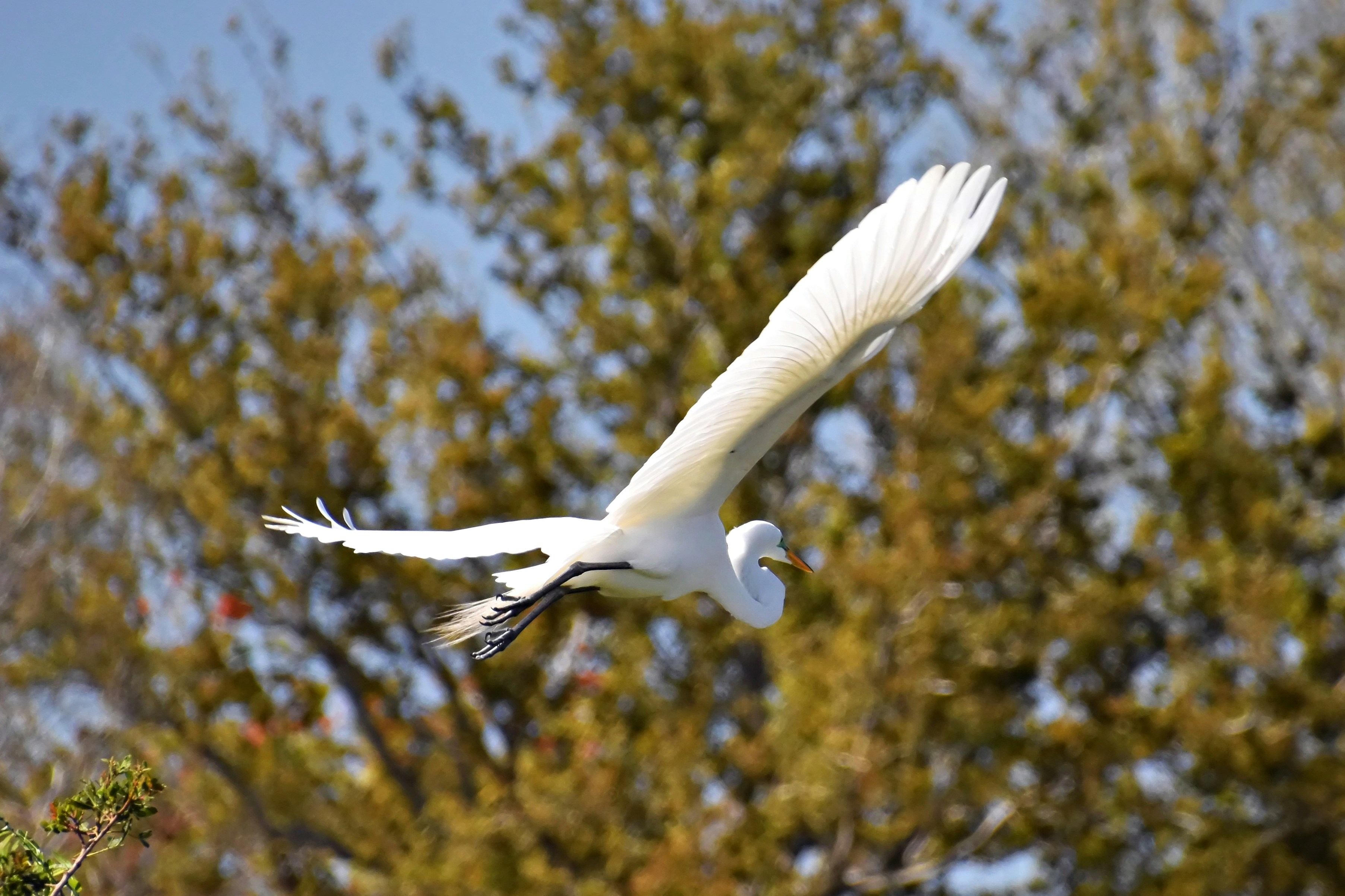 Winged White: A Seabird in Flight Over Autumn Trees