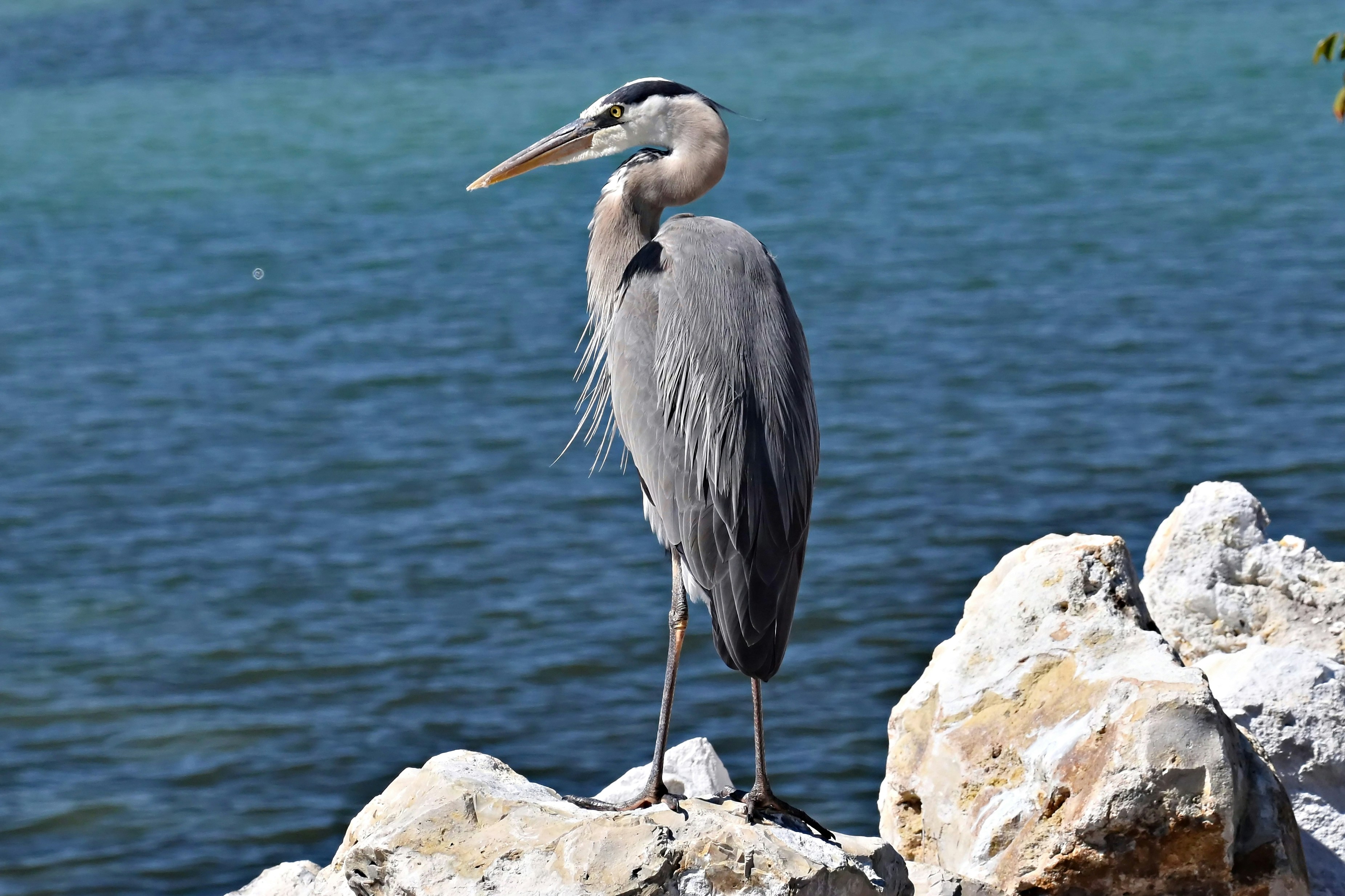 Seated on Sea: A Grey Heron Guards the Shoreline