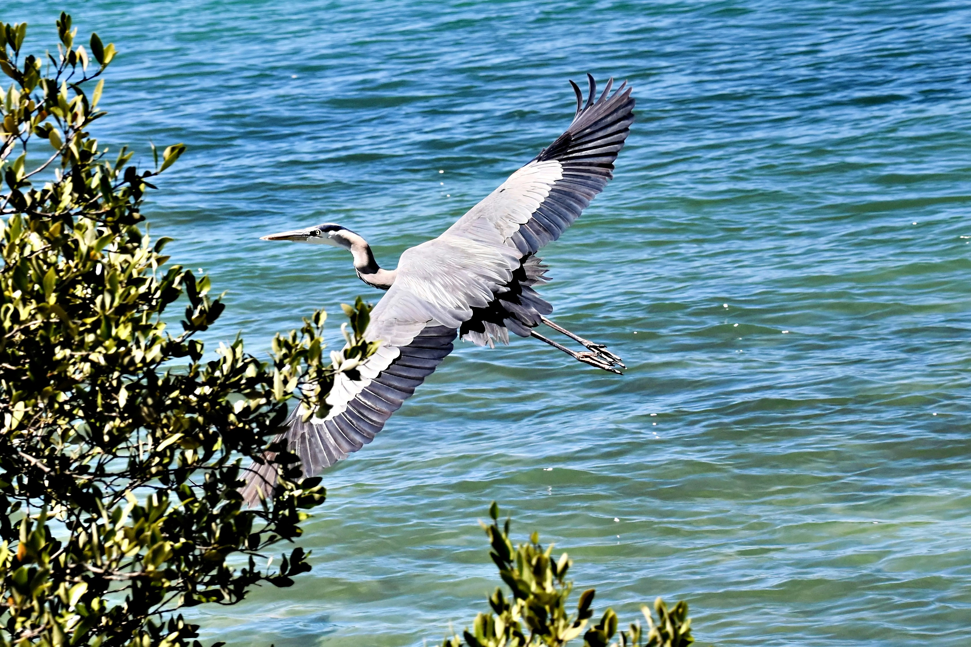 Wingbeat Over blue-green Waters: A Grey Heron in Clear Flight