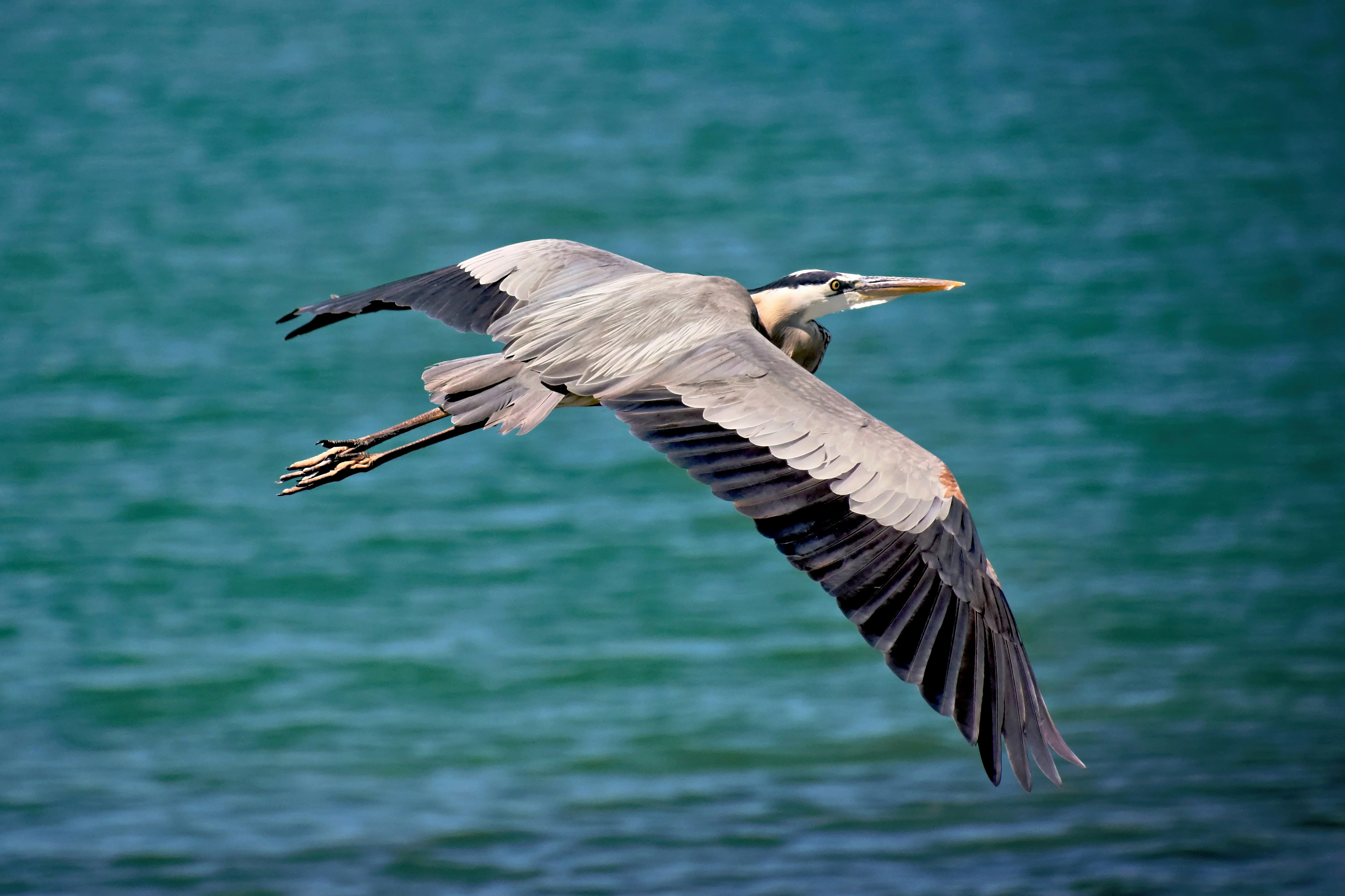Mid‑flight Gannet Heron over Aquatic Teal