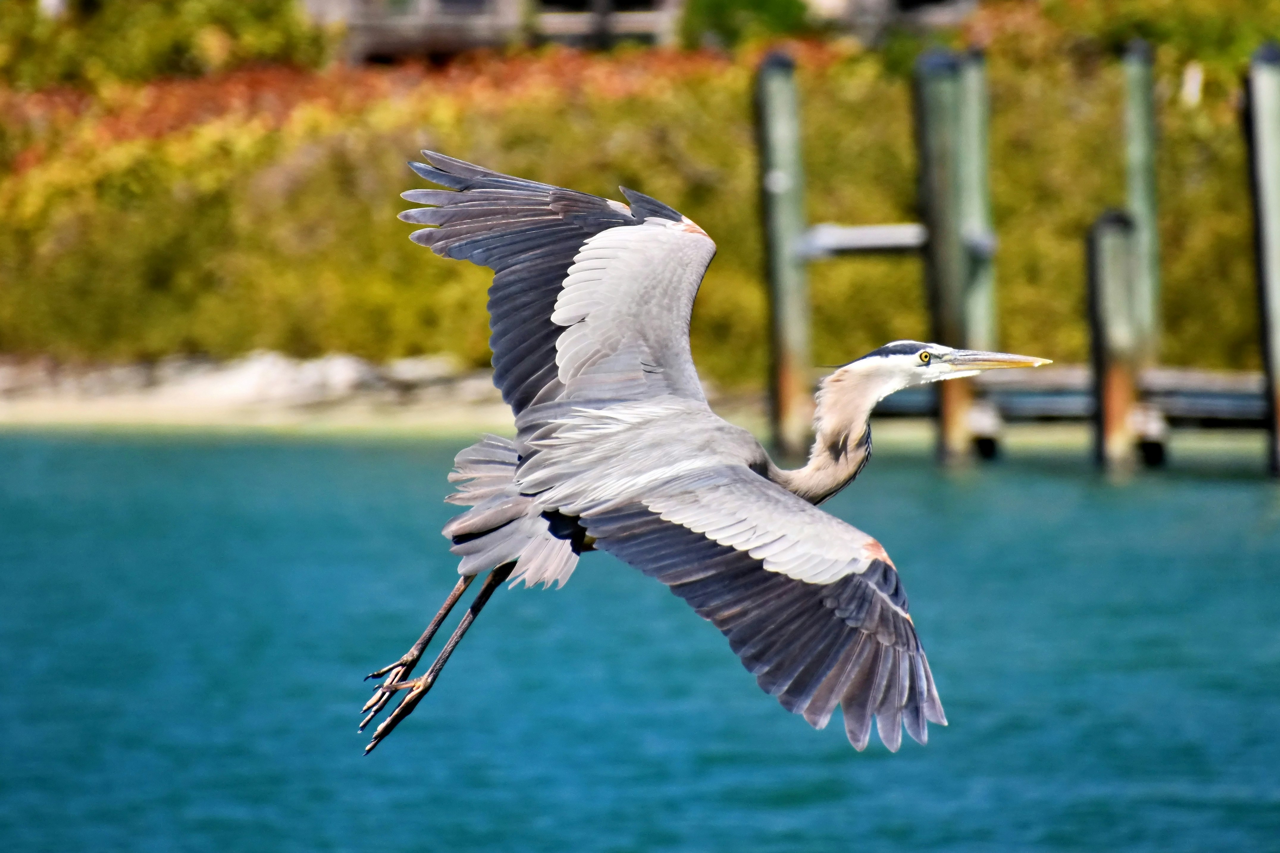 Wingbeat Silence over Turquoise Waters