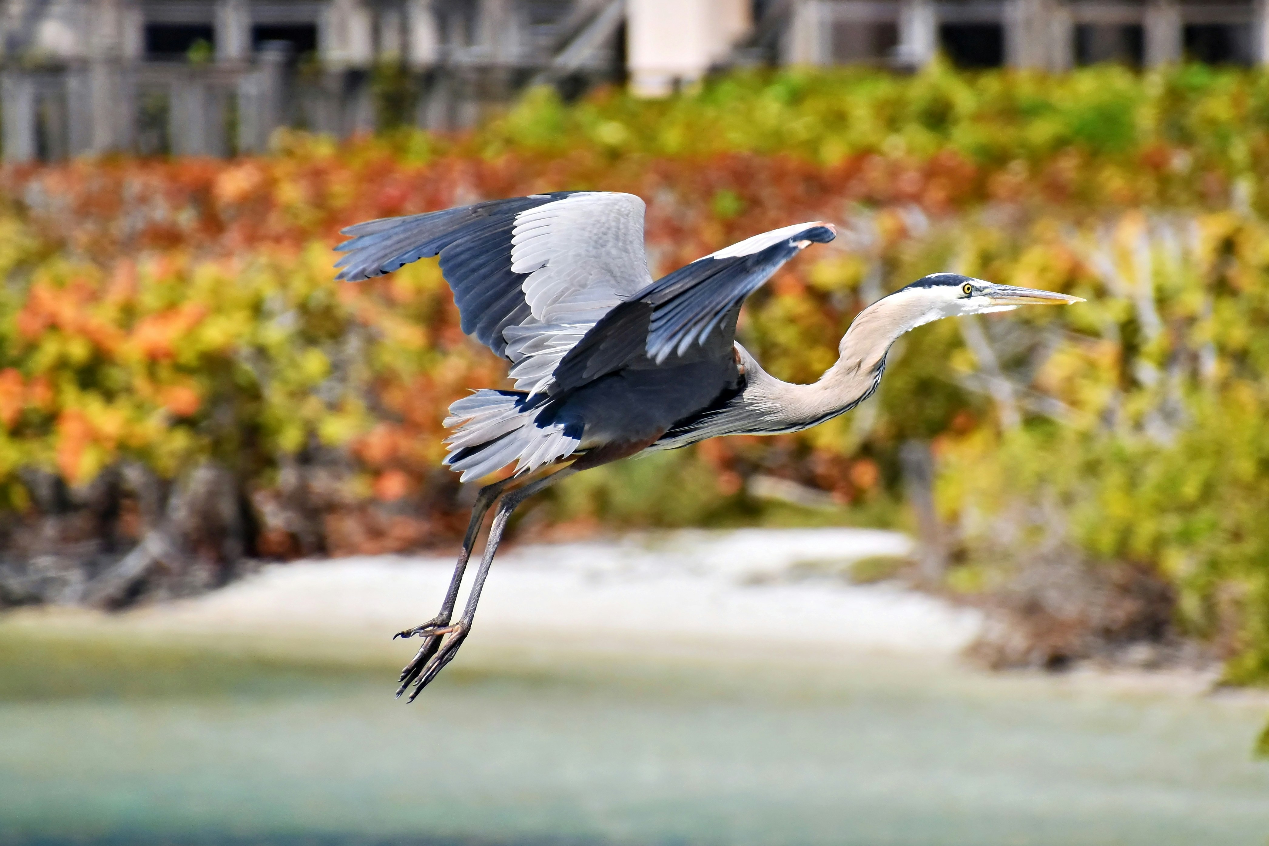 Heron in Flight Over a Calm Shoreline with Autumn Backdrop
