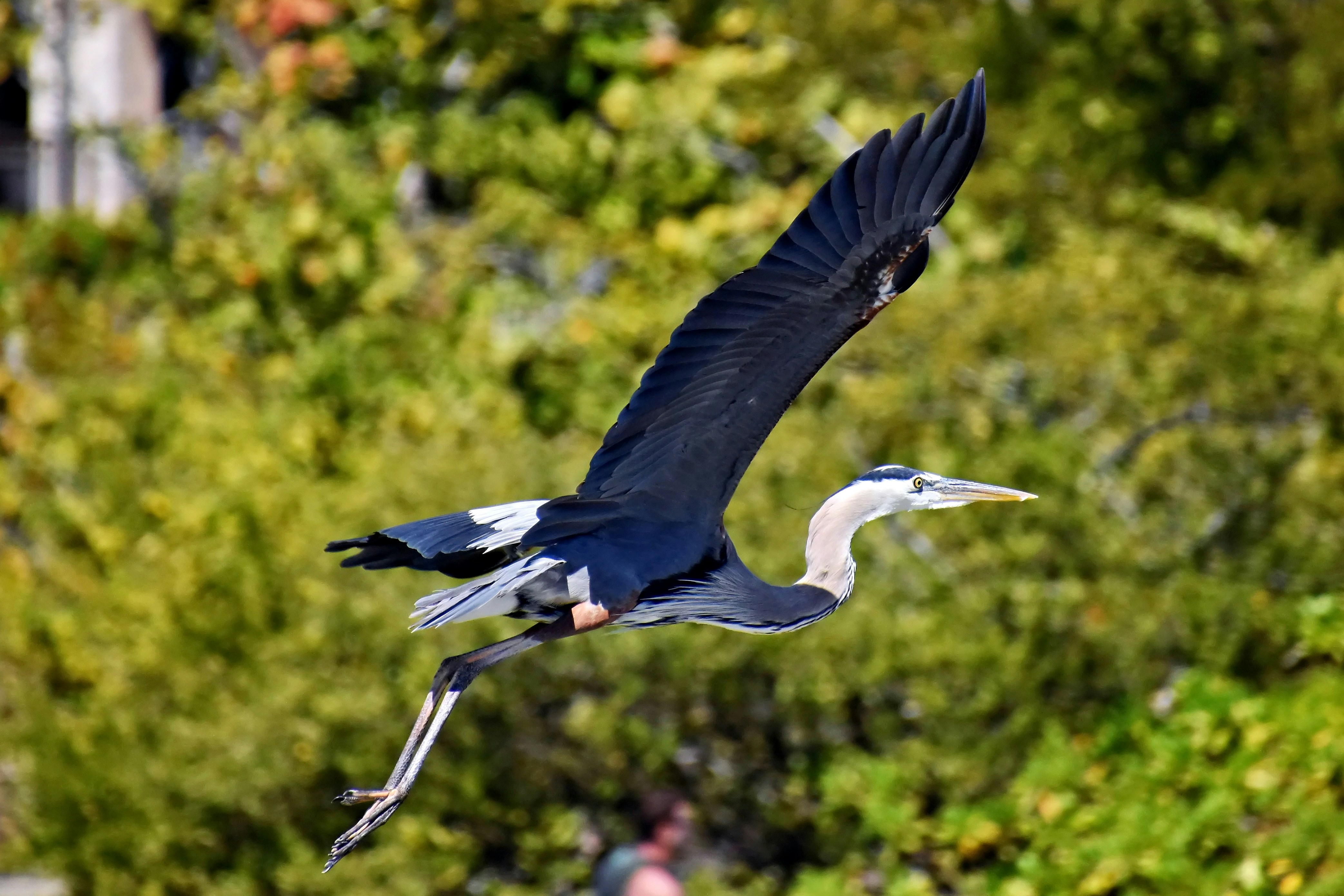 Soaring Heron Over a Green Canopy