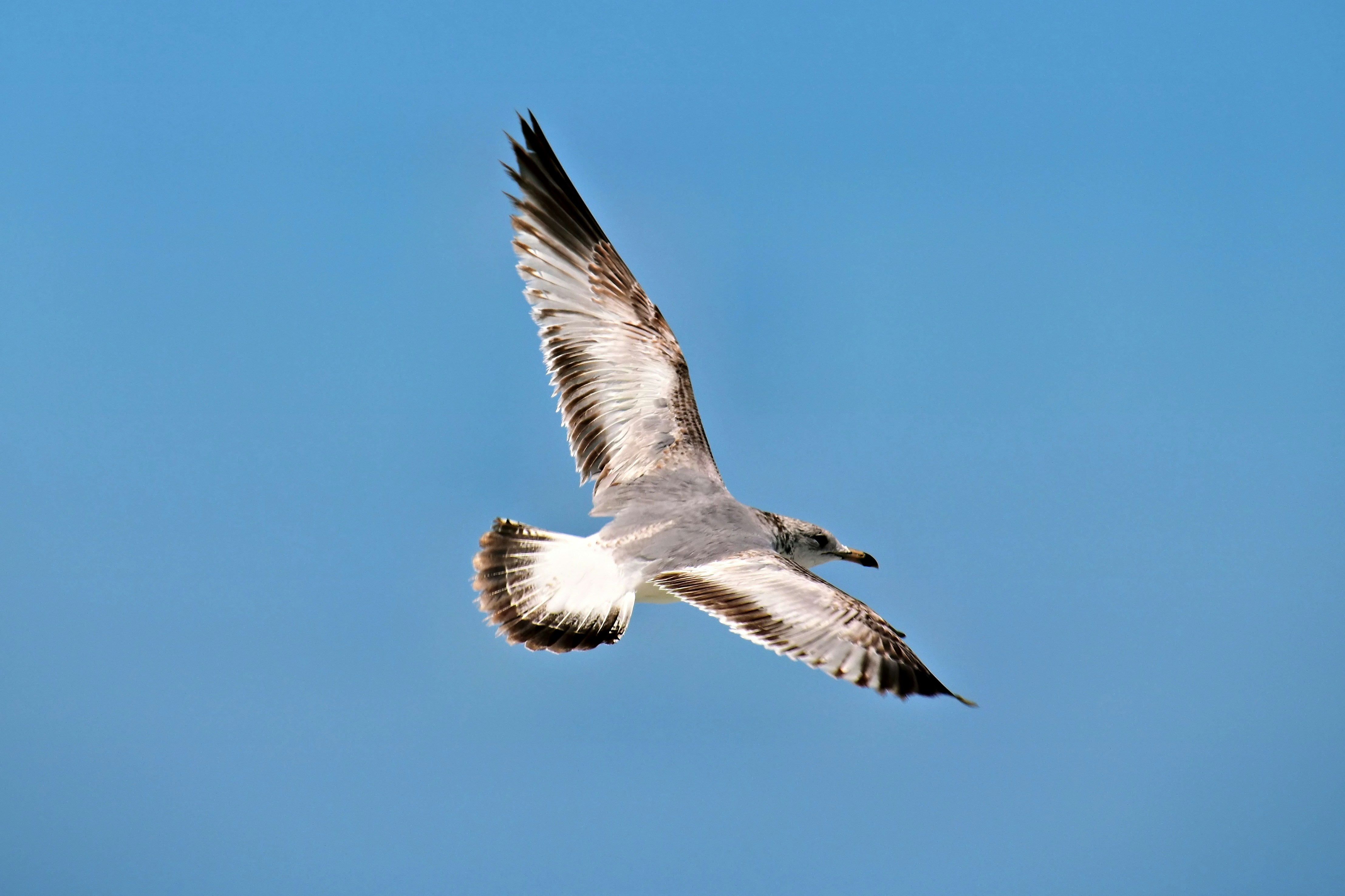 Gliding Seabird in a Clear Blue Sky