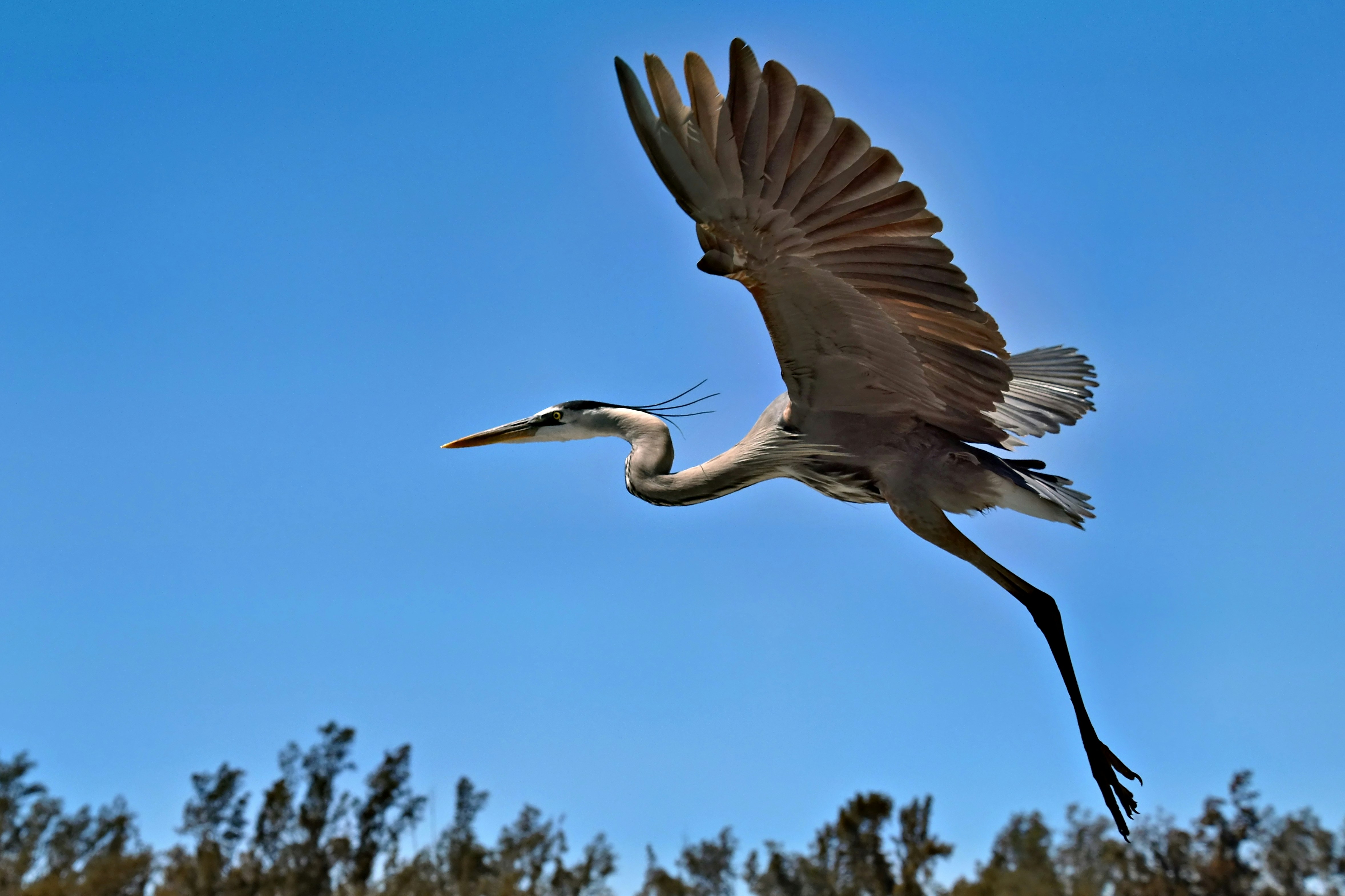 Margin of Glide: Heron in the Blue