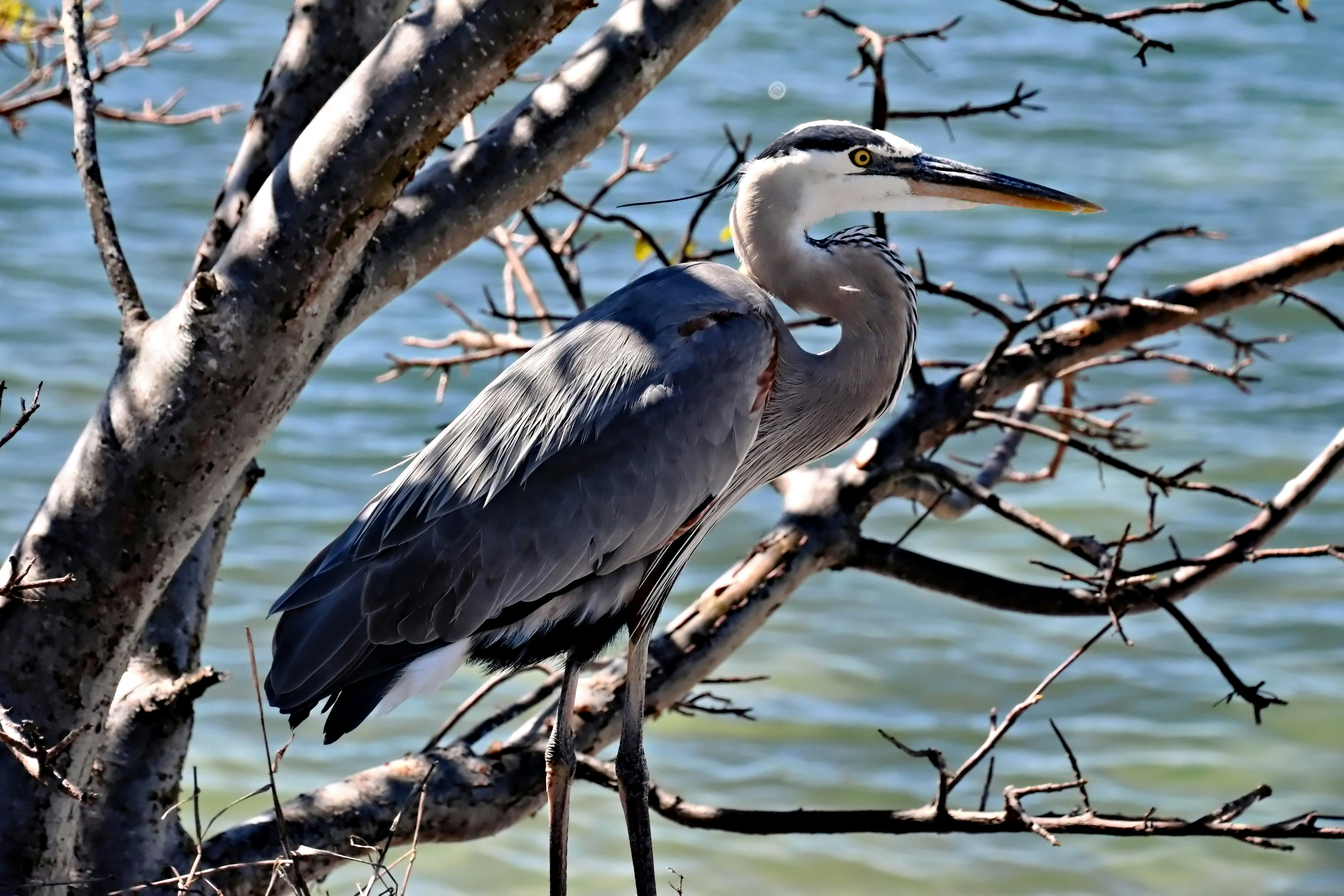 Grey Heron Amid Branches Over a Quiet Waterway