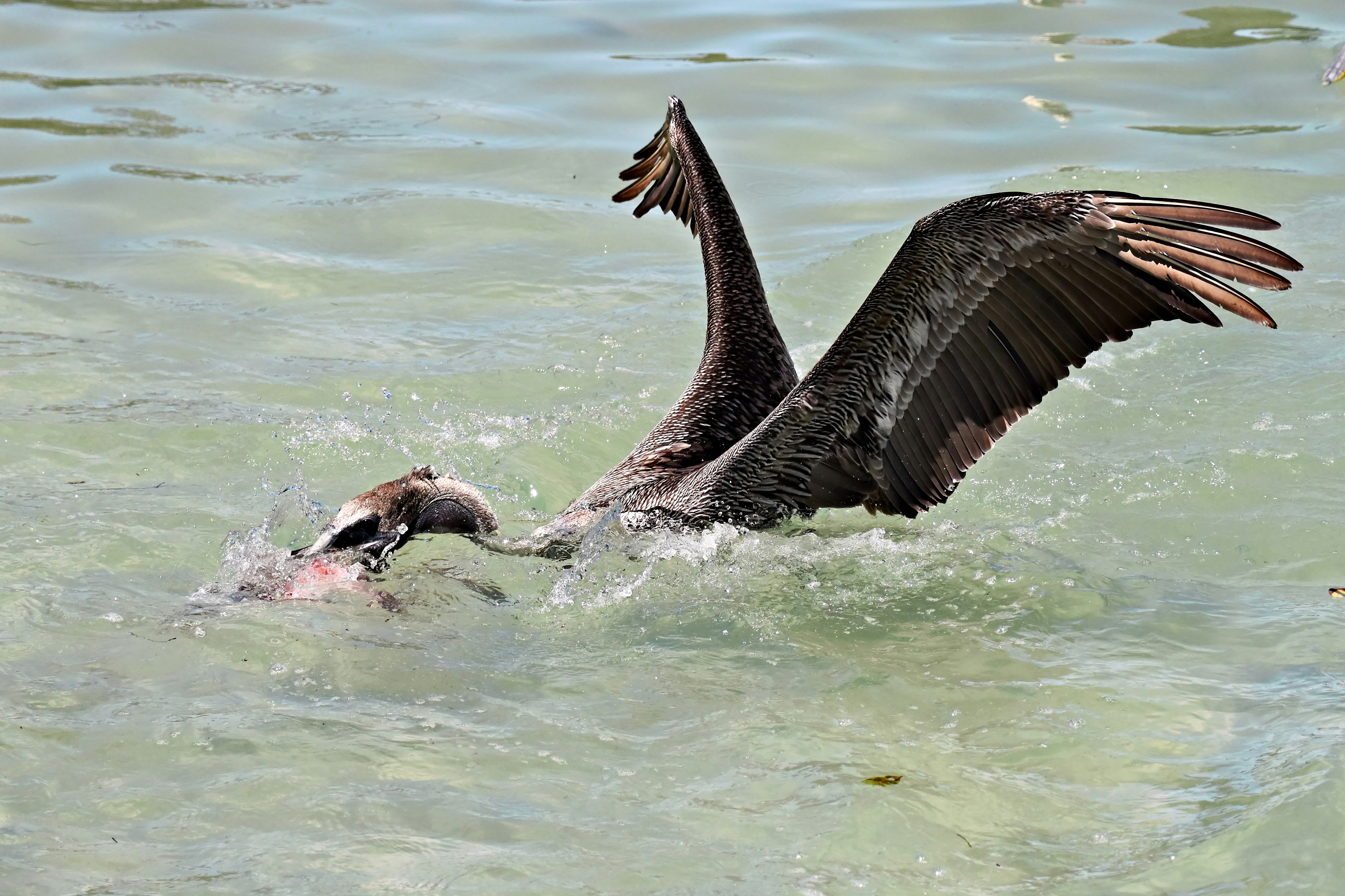 Wingbeat Apex: Pelican Breaks Water in a Splash