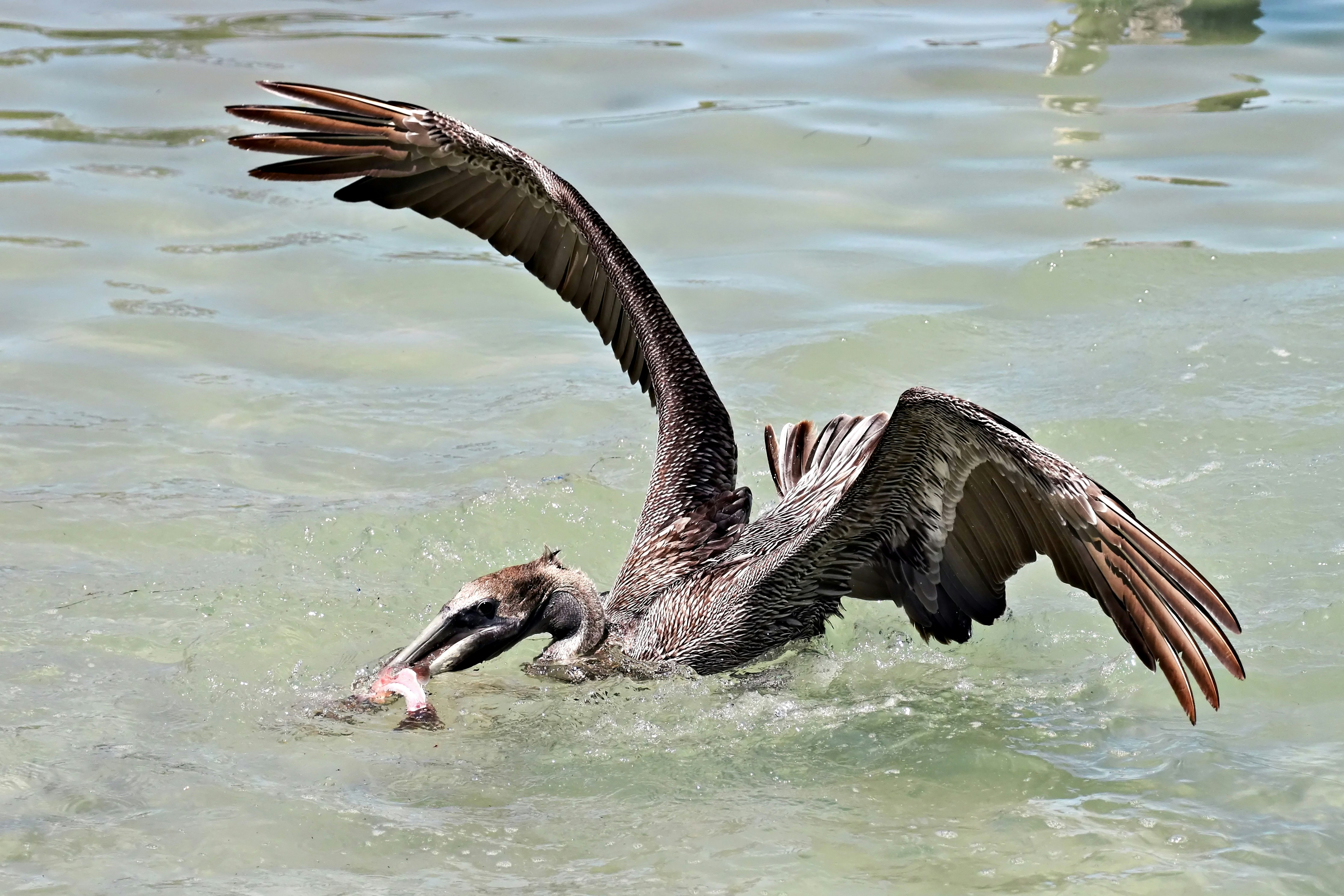 Pelican Breaks Surface in a Shallow Wake, Reaching for a Catch