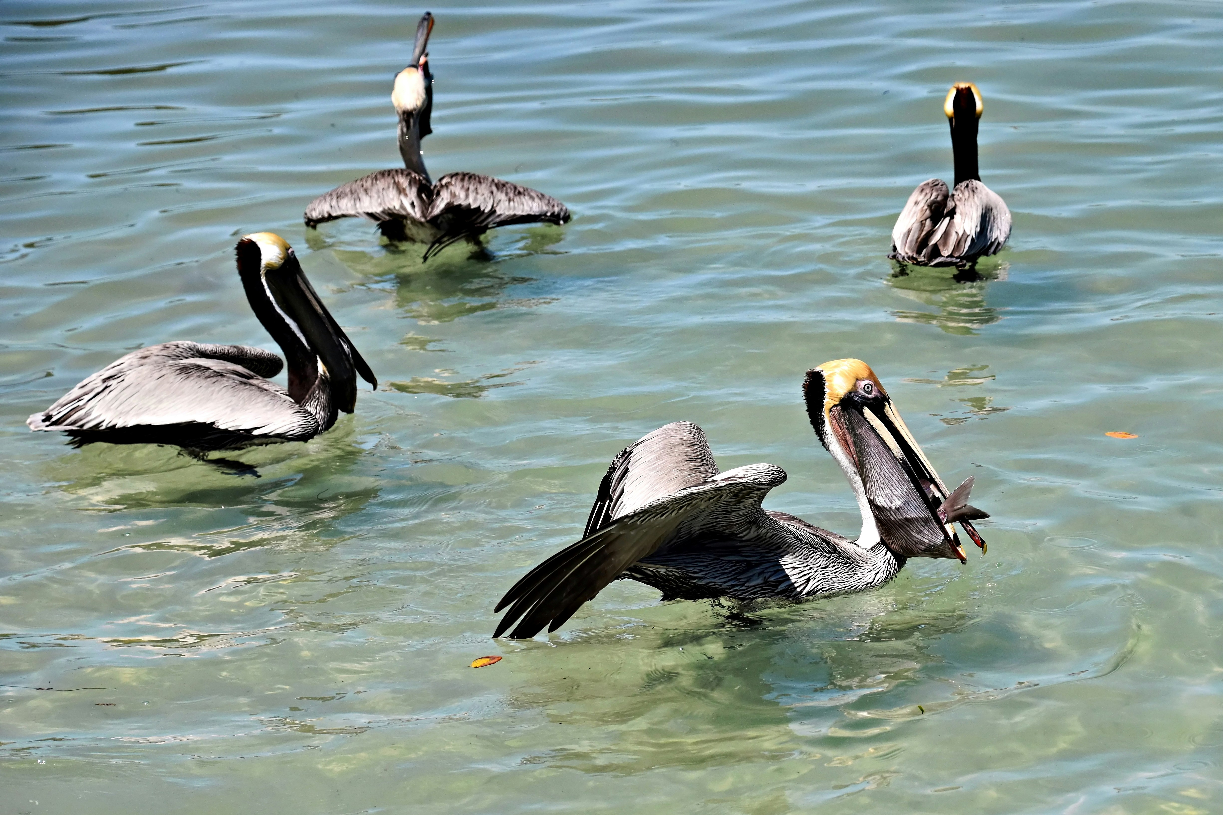 Alcazar of Pelicans: A Quiet Morning on the Bay