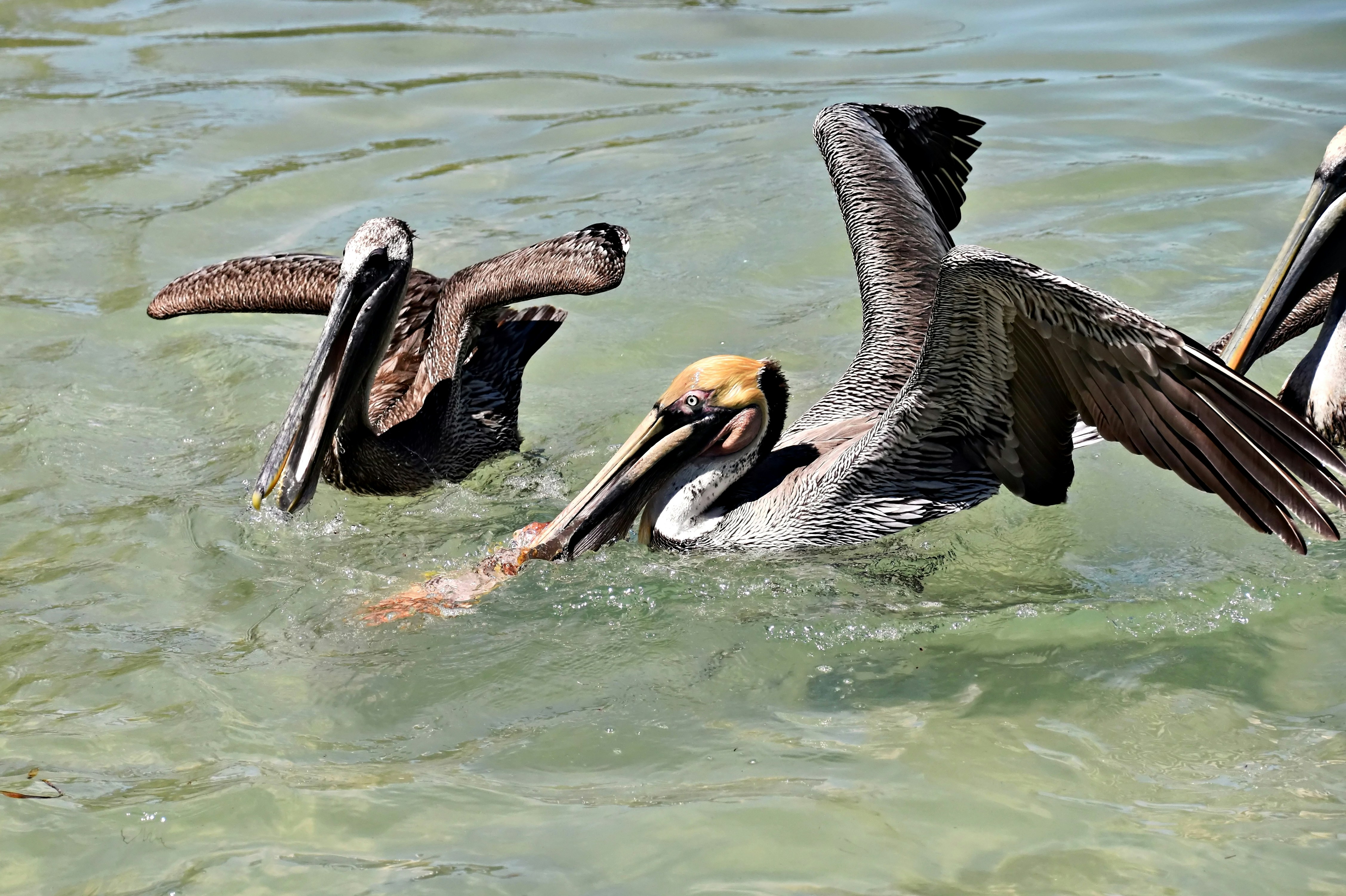 Pelicans at Close Range: Water Splash and Catch
