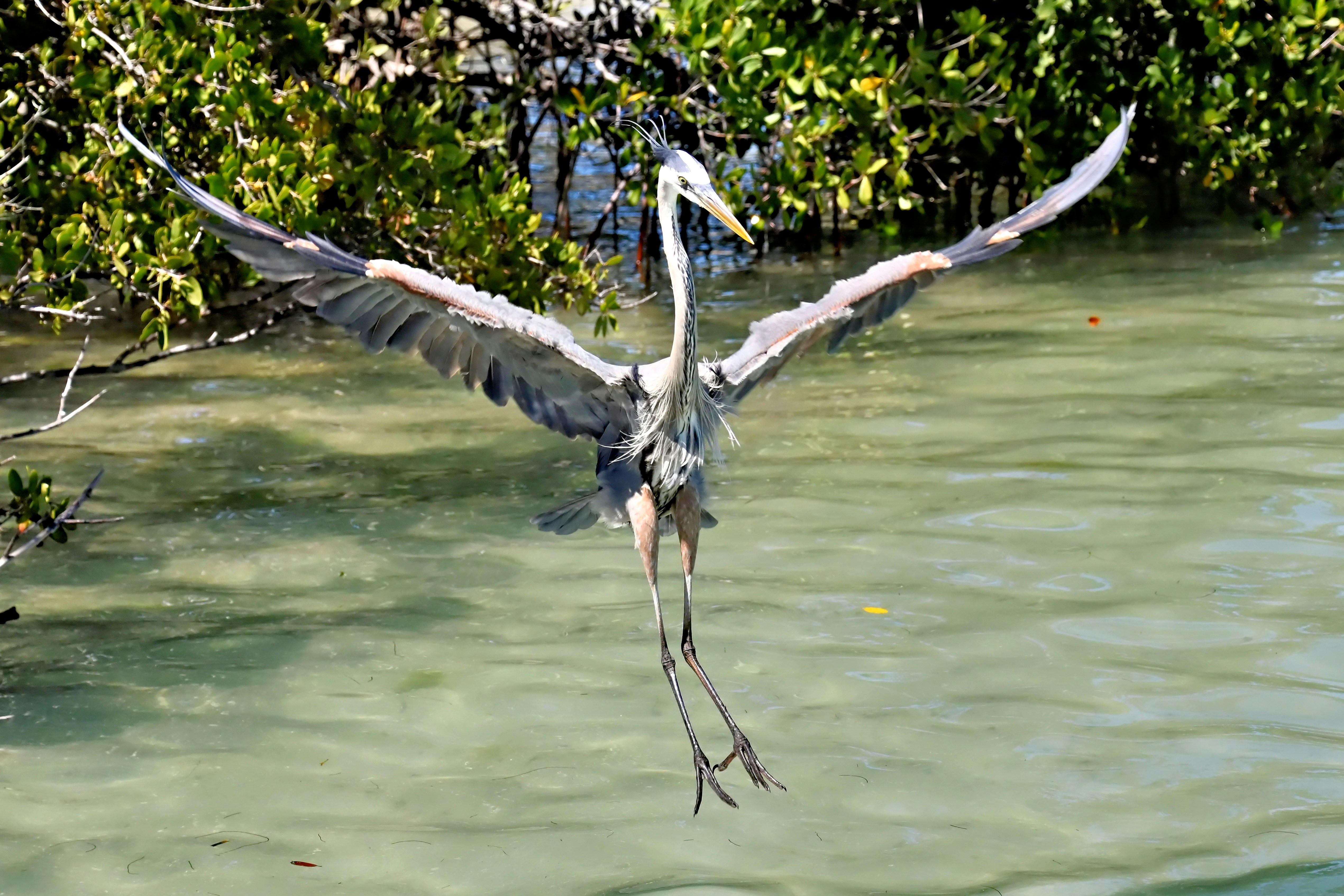 Winged Ascent: A Great Blue Heron Landing Over Quiet Grasses