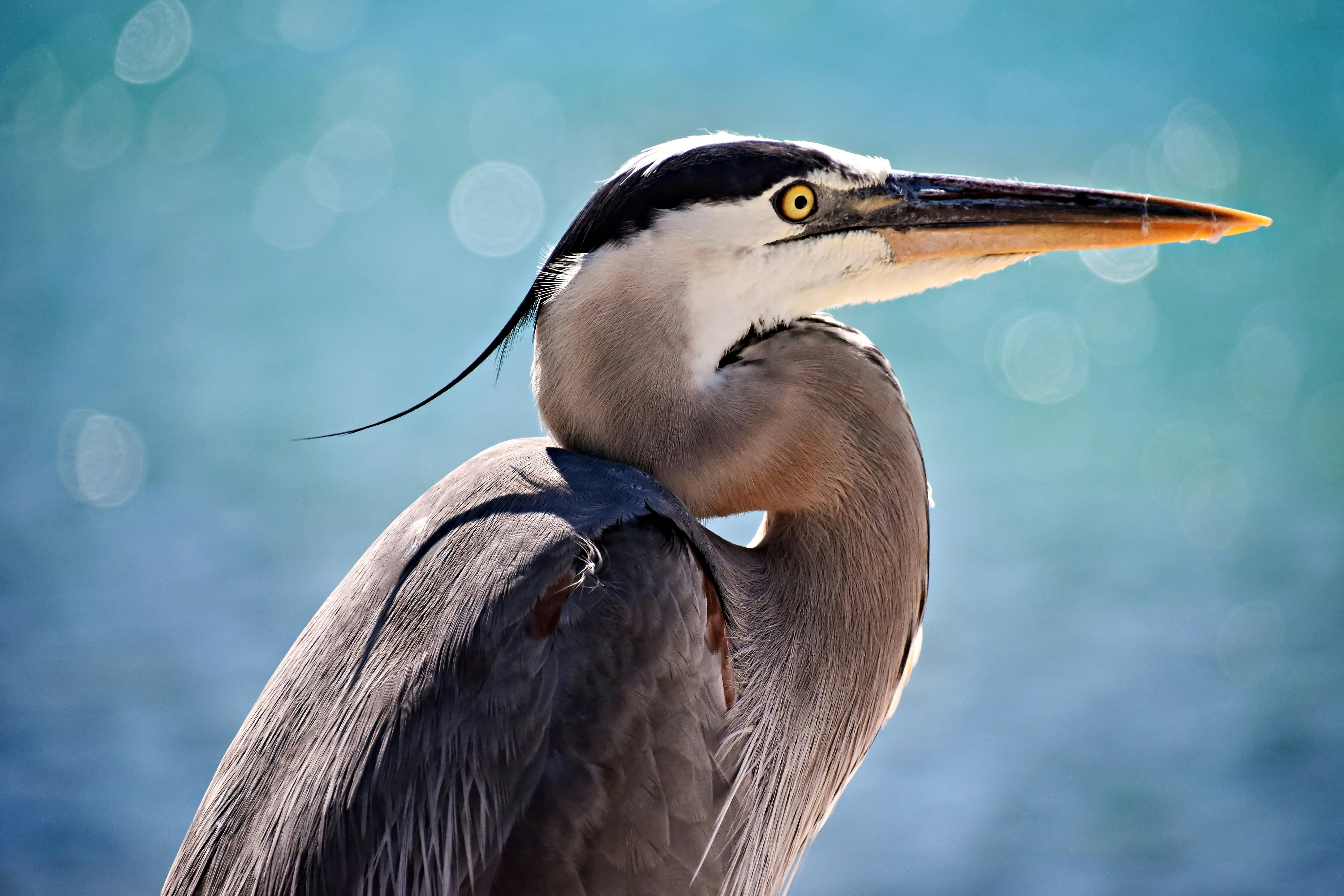 Close-up of a Great Blue Heron: Focus on the Gaze By the Water