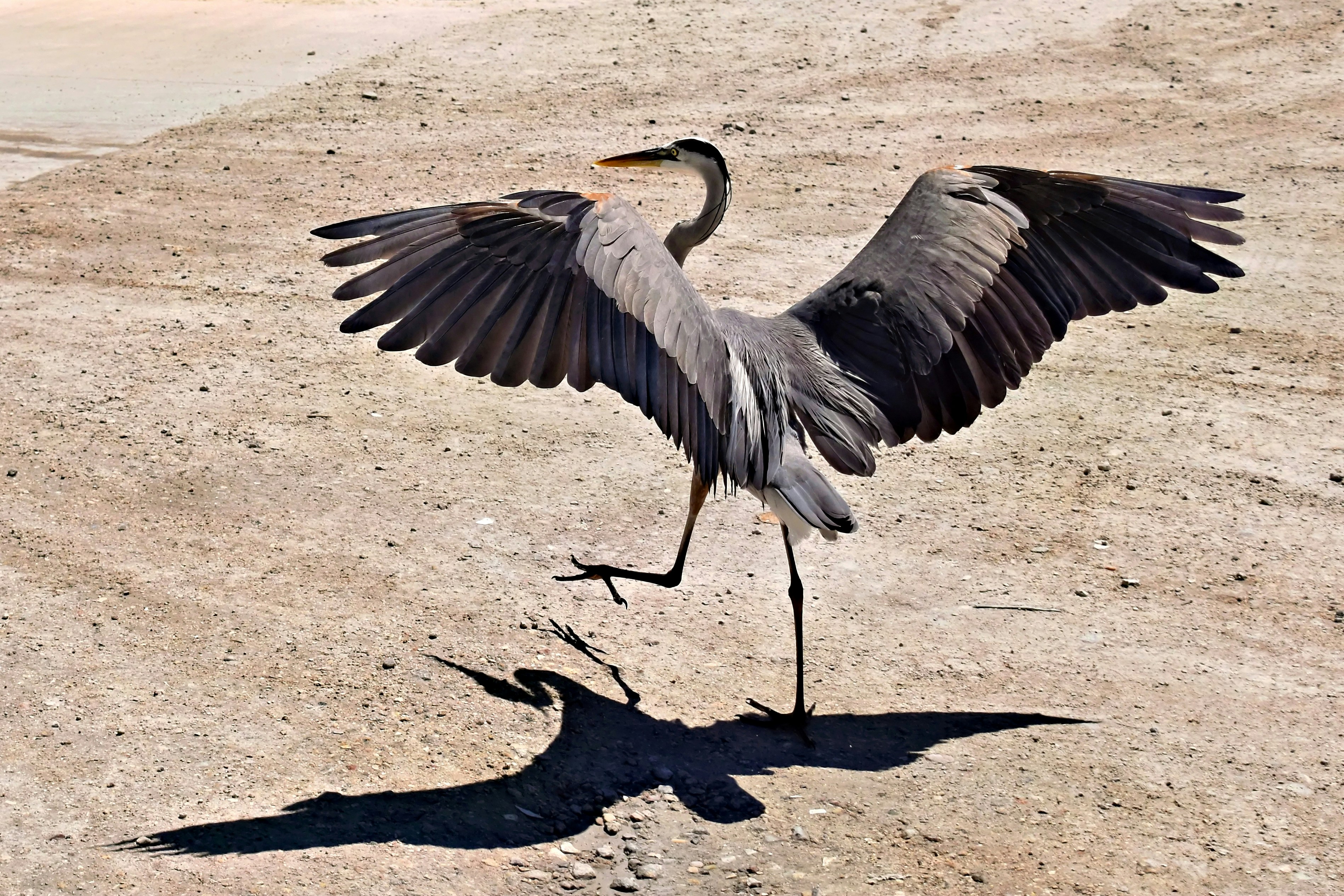 Winged Landing: A Grey Heron Holds Ground at Dune Edge