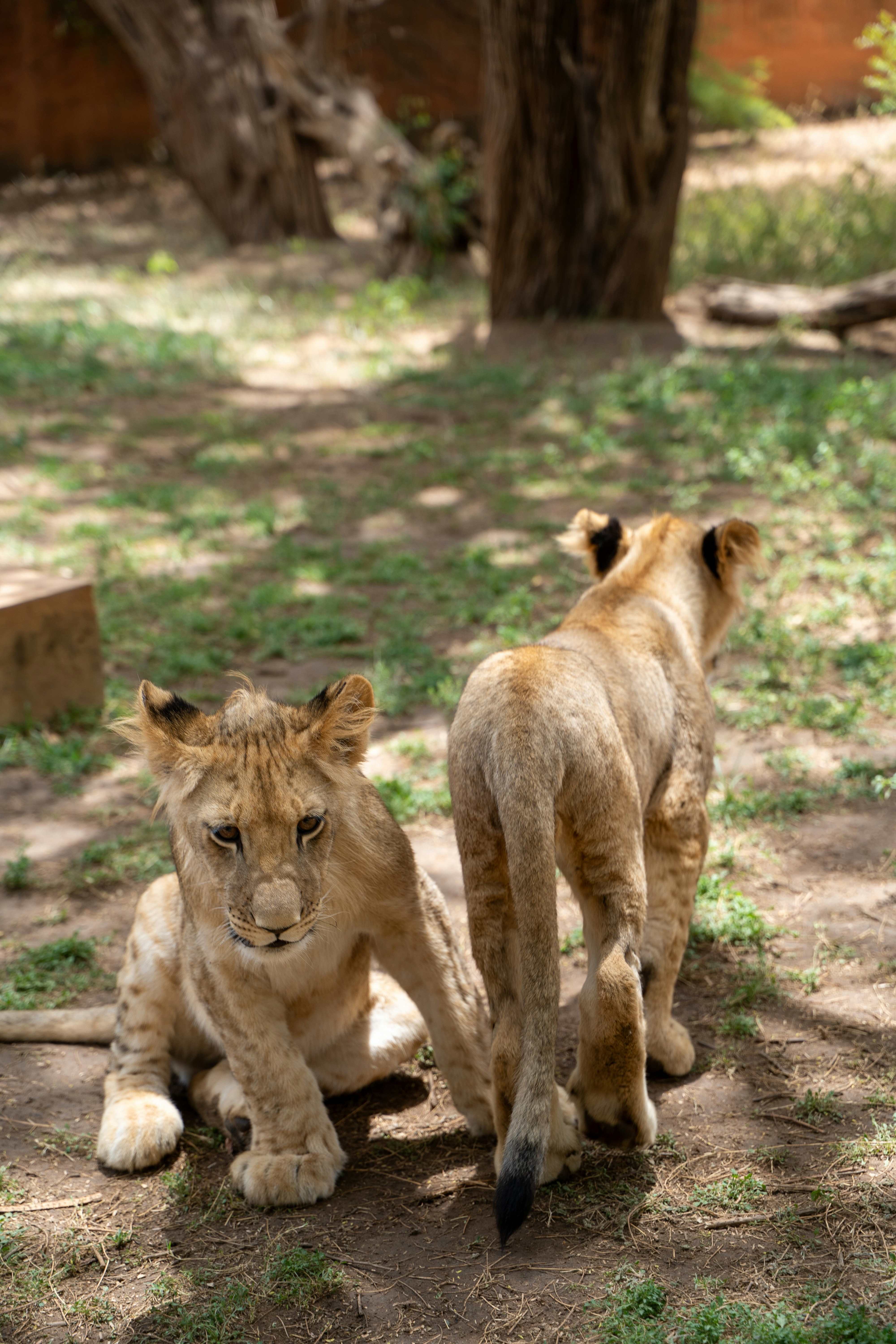 Two Lions in a Shaded Clearing: A Quiet Moment