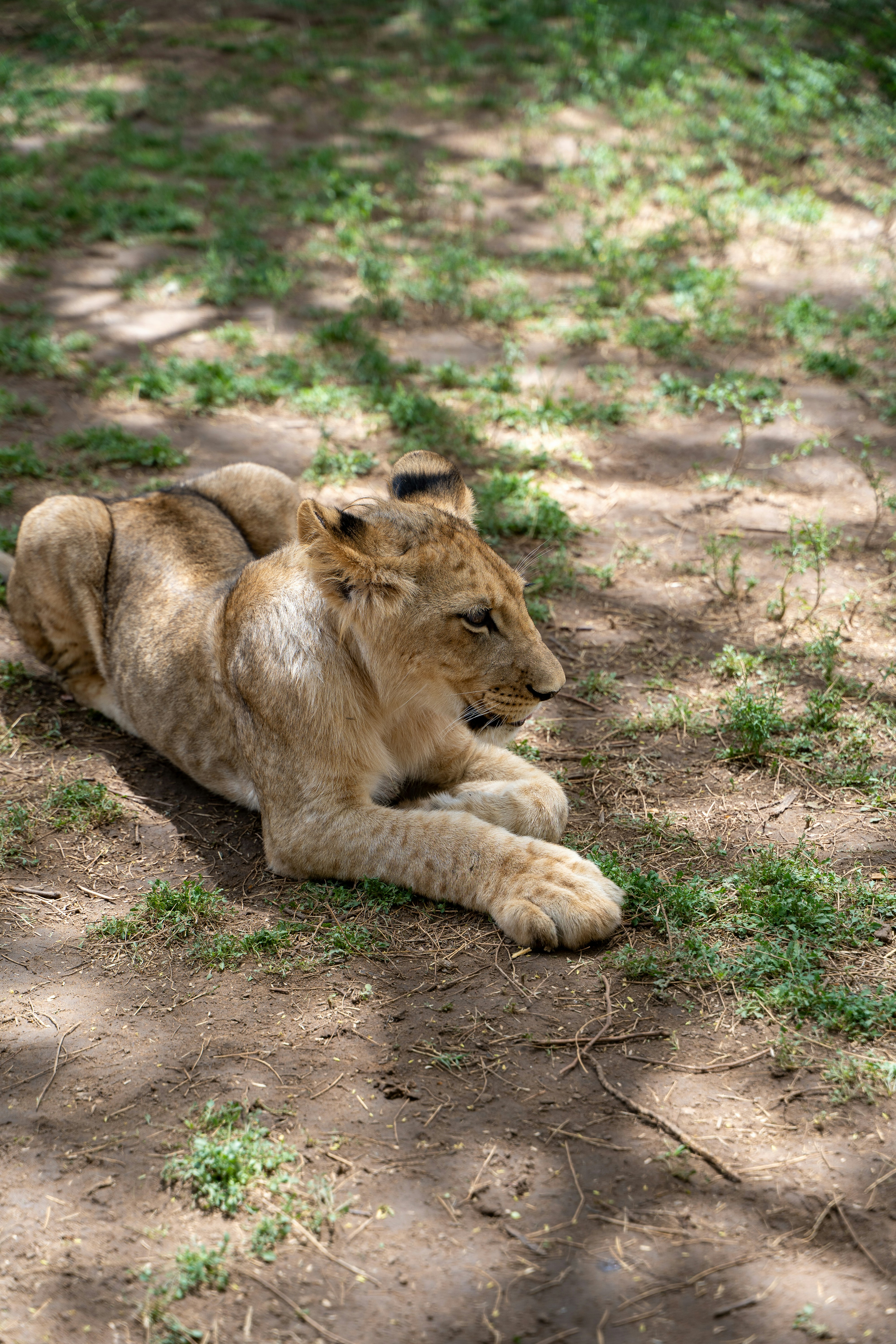 Resting Queen: A Lioness Reclines in Dappled Shade