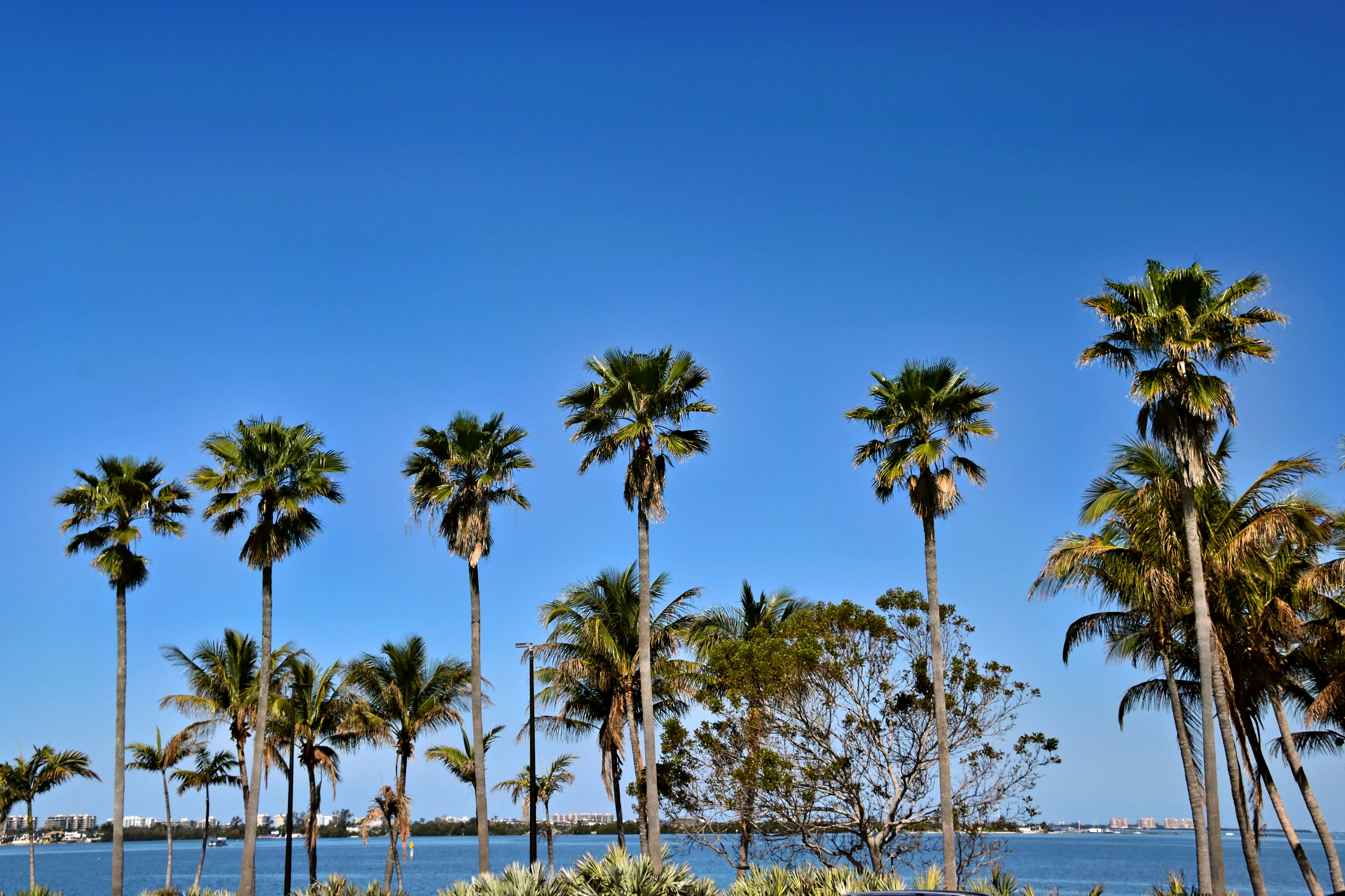 Palm Row by the Dune-Edge Waterfront