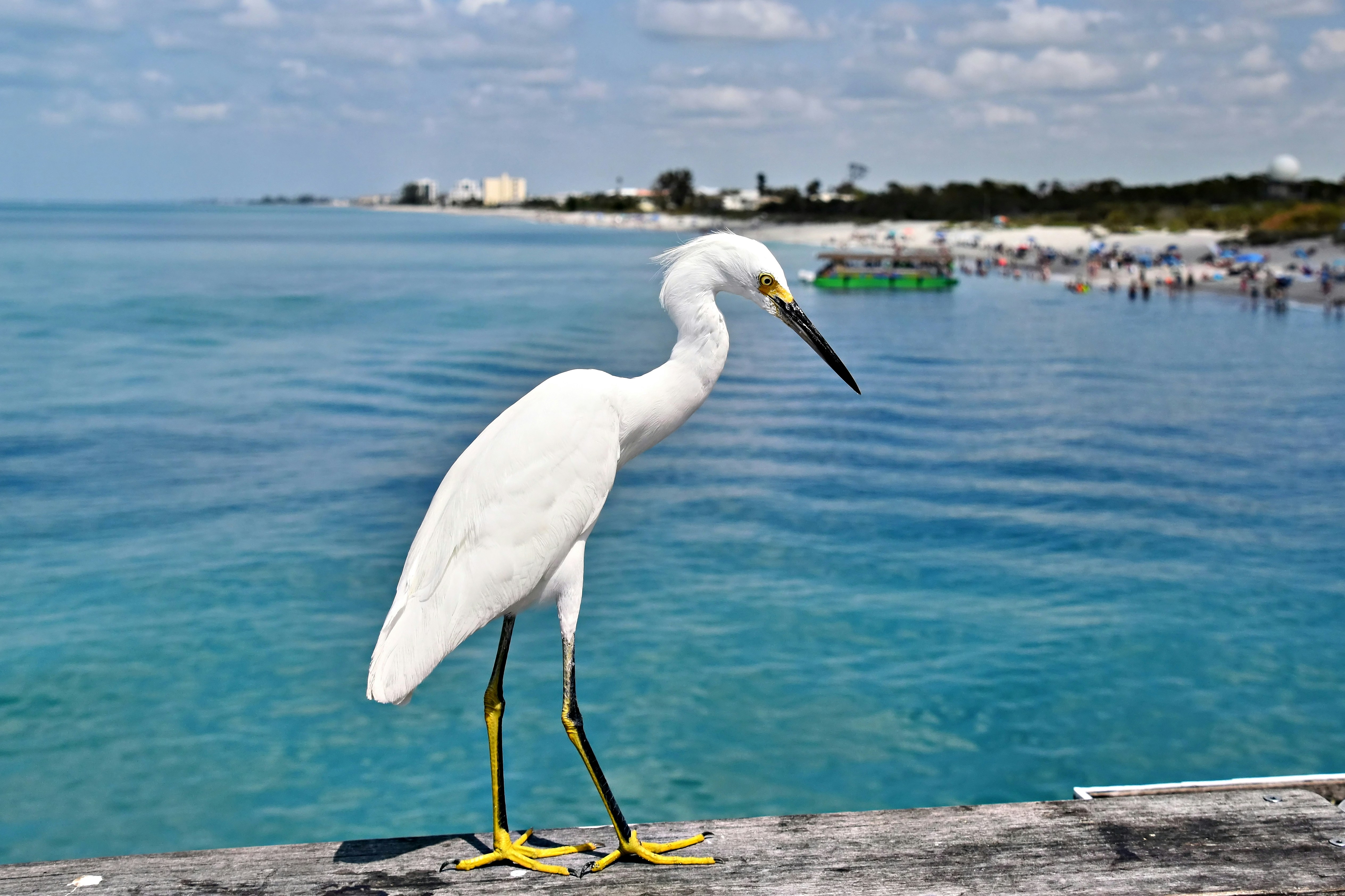 Coastal Perch: White Heron Guarding the Pier