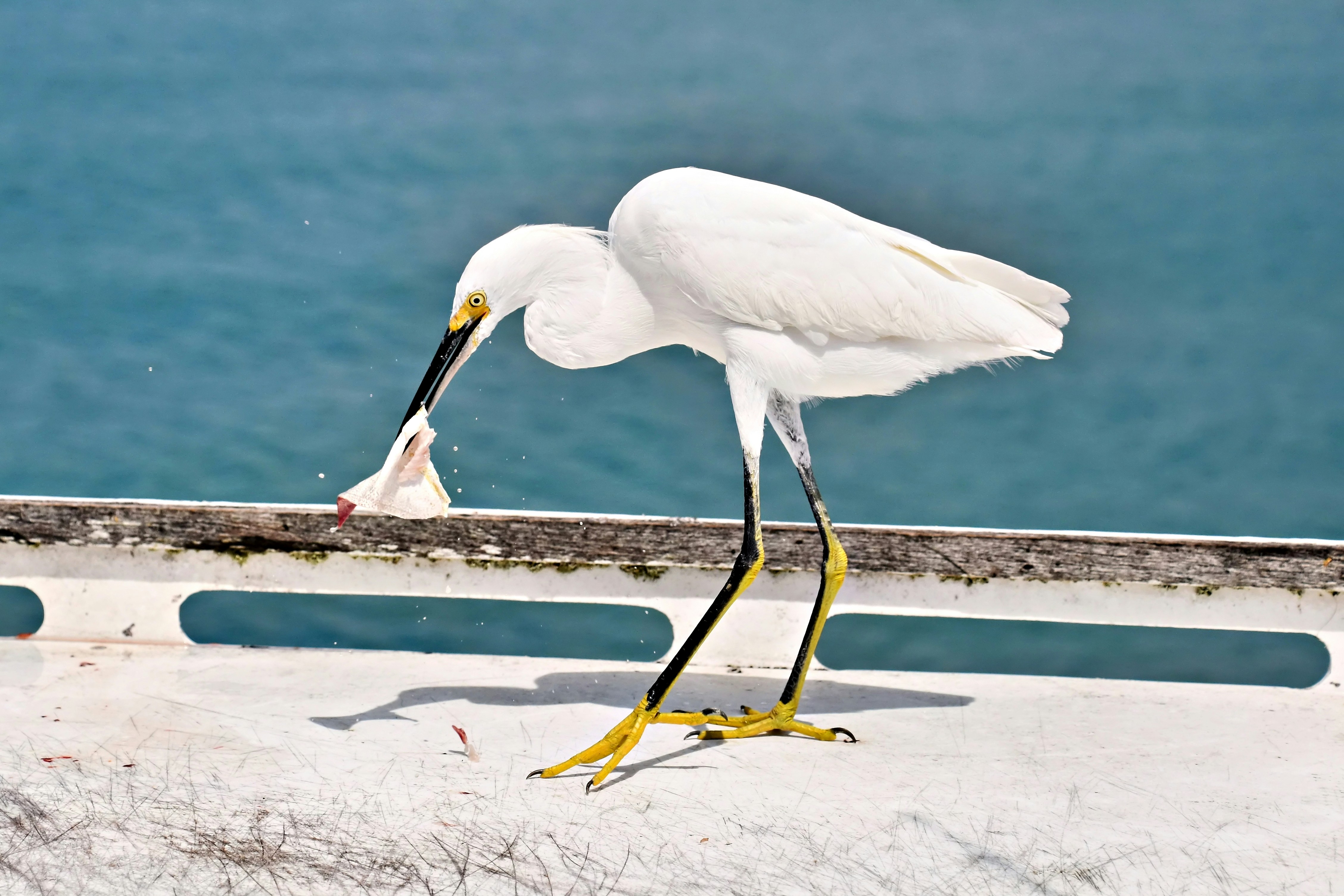 Muted Blue Coasts: A White Egret Roles the Shore