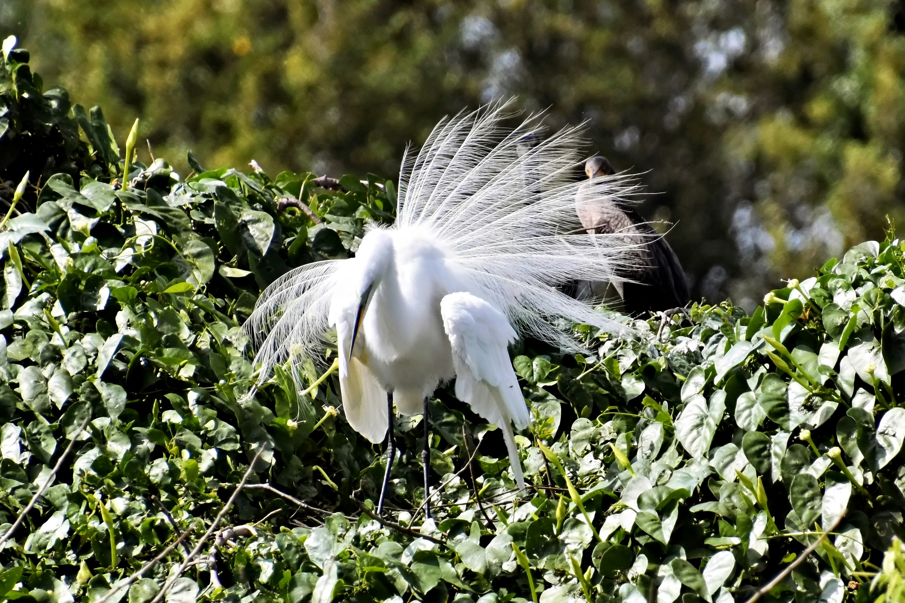 Graceful Egret on a Leafy Arch, Tail Feathers Catching the Light