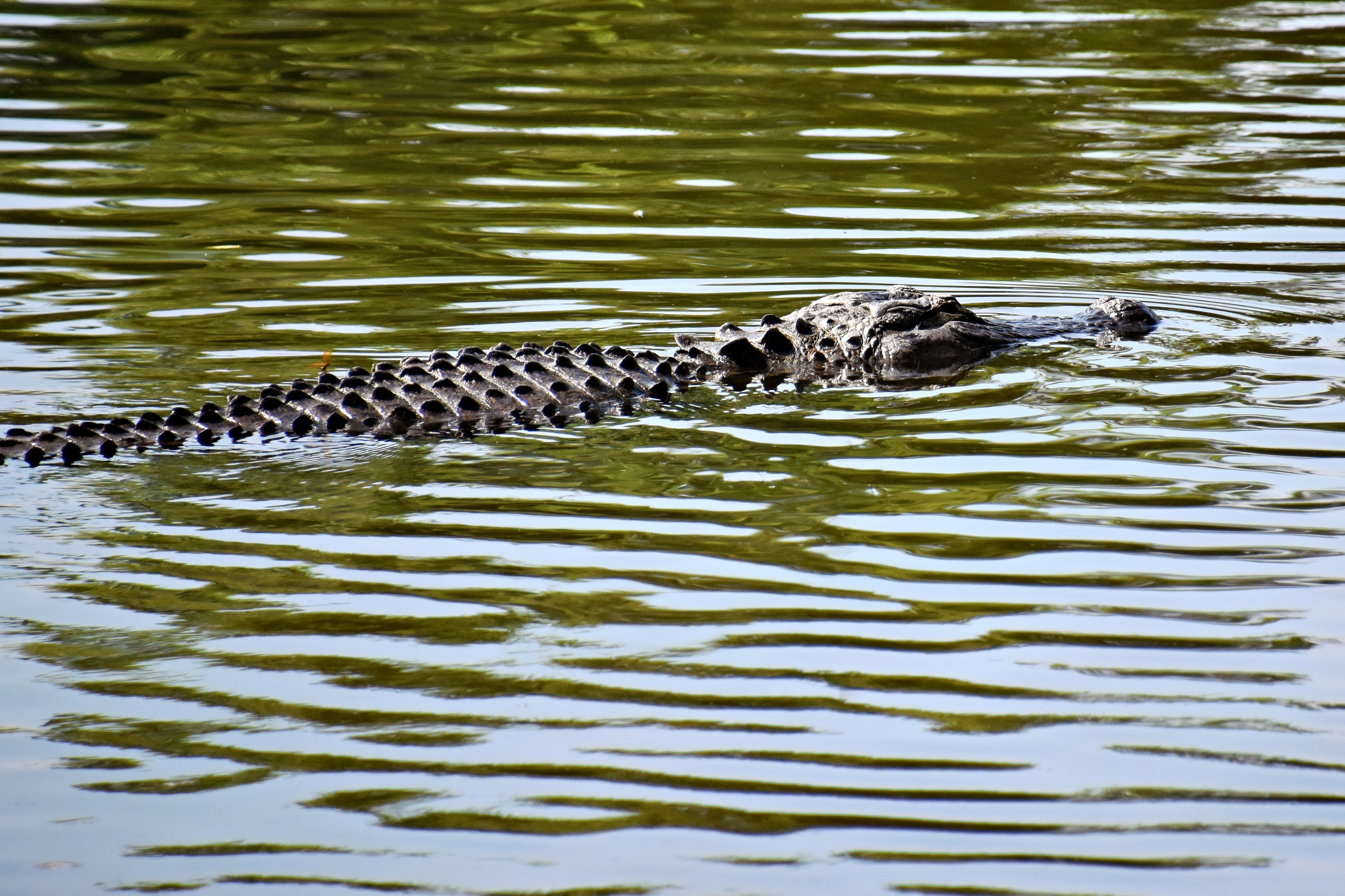 Ambush in the Ripples: Crocodile Gliding Across Sunlit Water