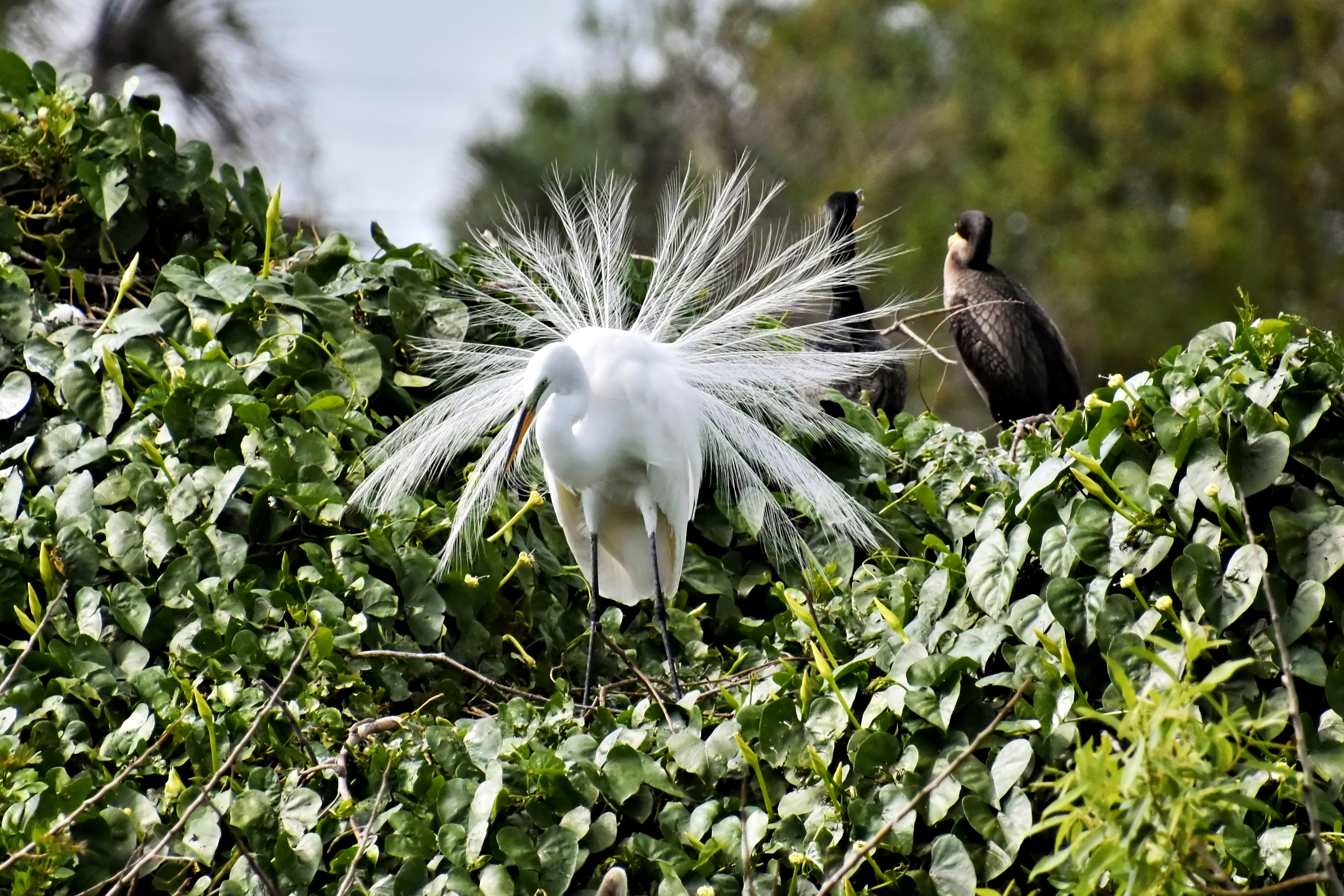 White Egret with Plume Display over Dense Greenery