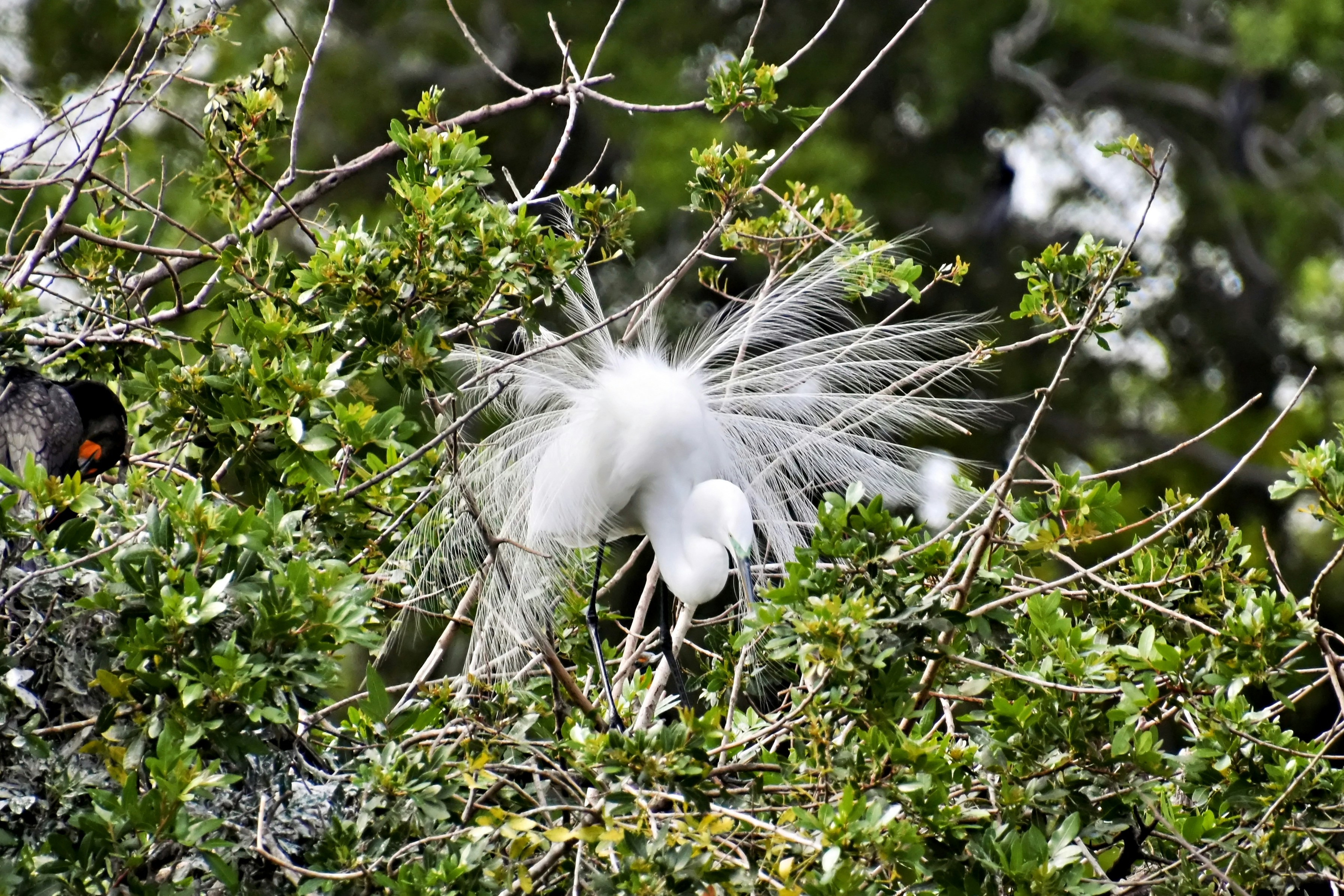 Whispers of White: A egret in a tangled thicket